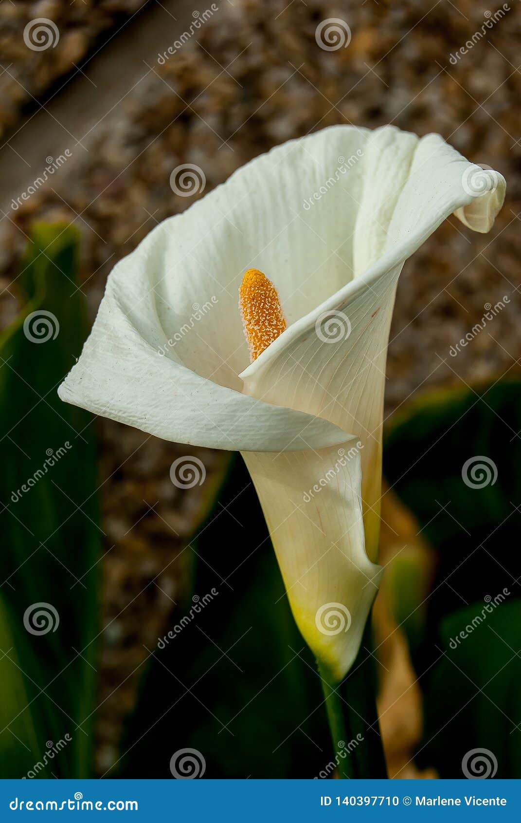 Alcatraz Cartridge With Leaves Background Royalty-Free Stock ...