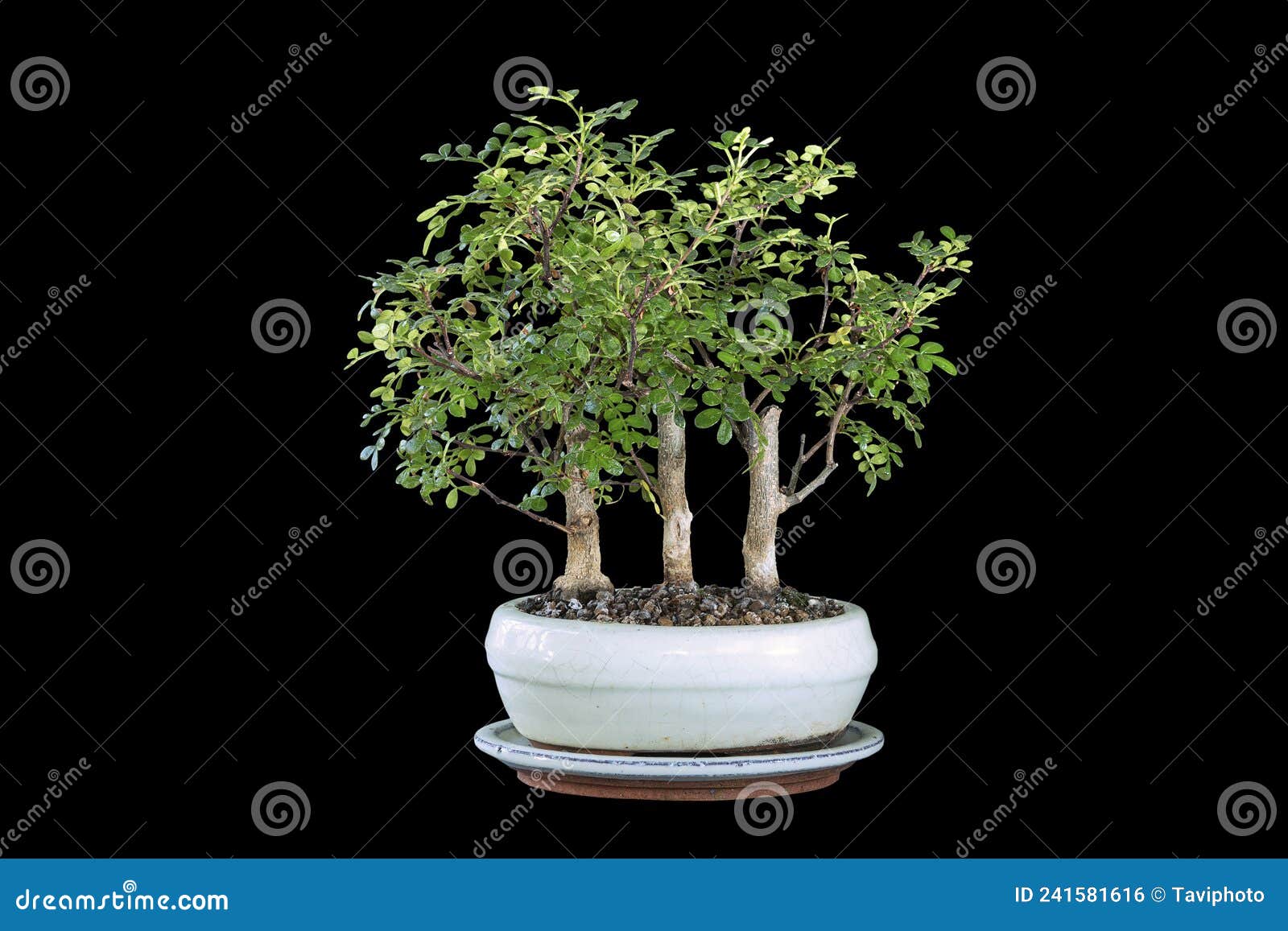 Zanthoxylum Piperitum Bonsai Forest Stock Photo - Image of houseplant ...