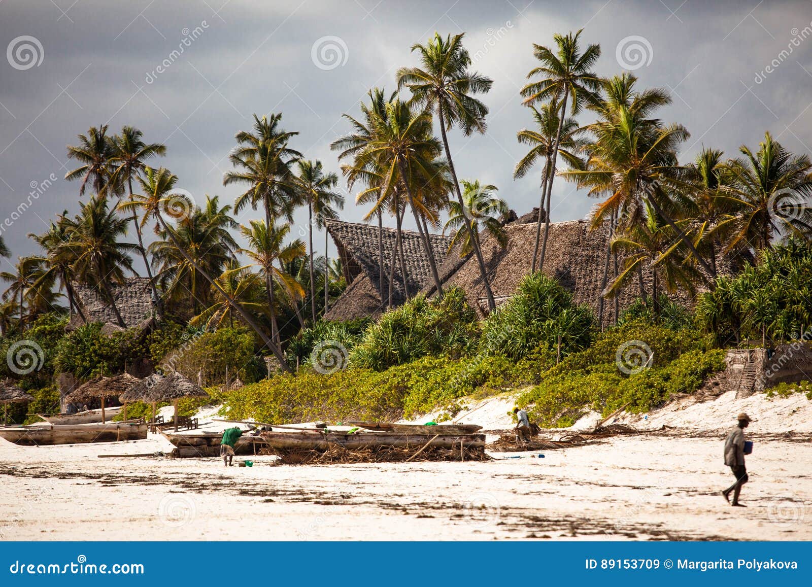 Zanzibar Beach Coconut Trees Editorial Stock Image - Image of trees ...