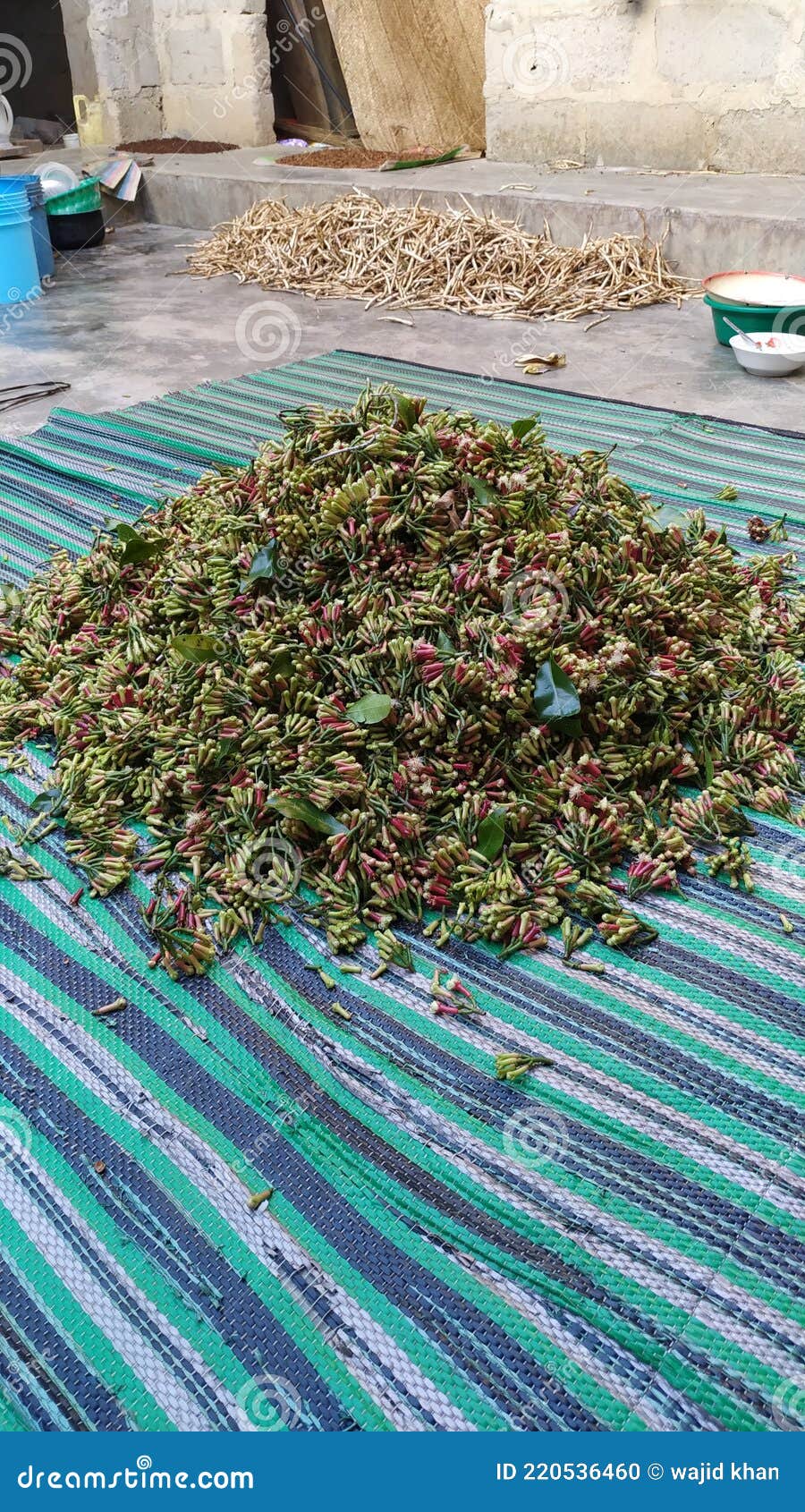 Zanzibar stock photo. Image of spring, leaf, garden - 220536460