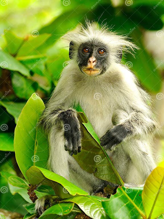 Zanzibar Red Colobus stock image. Image of forest, african - 17457267