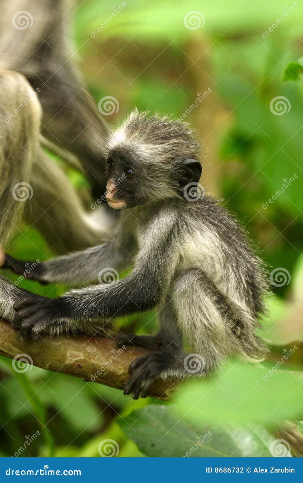 Zanzibar Red Colobus baby stock photo. Image of monkey - 8686732 Zanzibar Red Colobus baby stock photo. Image of monkey - 8686732