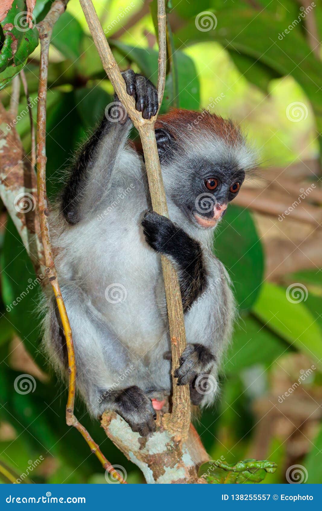 Endangered Zanzibar Red Colobus Monkey Stock Image - Image of nature ... Endangered Zanzibar Red Colobus Monkey Stock Image - Image of nature ...