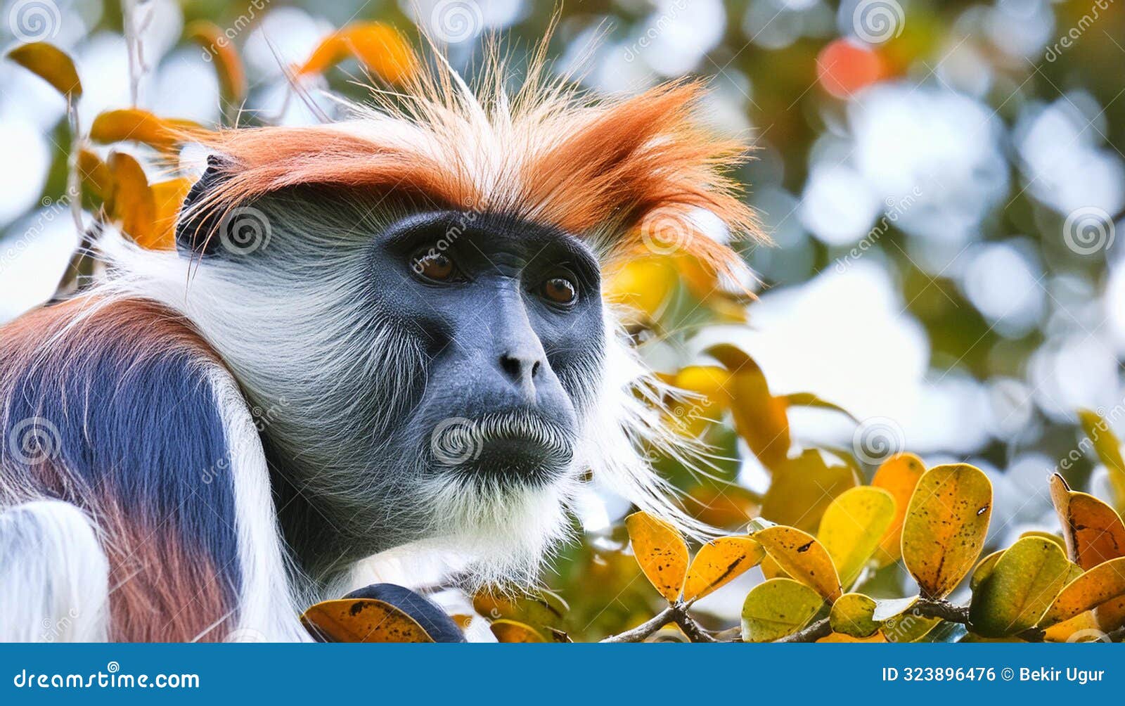 Zanzibar Red Colobus - Piliocolobus Kirkii, Tanzania, Zanzibar. African ... Zanzibar Red Colobus - Piliocolobus Kirkii, Tanzania, Zanzibar. African ...