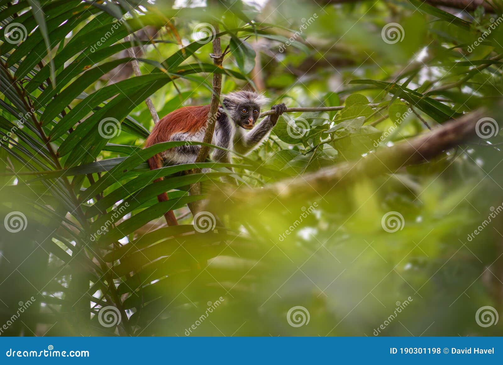 Zanzibar Red Colobus - Piliocolobus Kirkii Stock Photo - Image of ... Zanzibar Red Colobus - Piliocolobus Kirkii Stock Photo - Image of ...