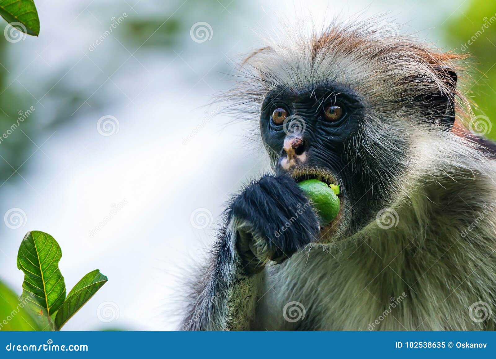 Zanzibar Red Colobus or Procolobus Kirkii Stock Image - Image of ... Zanzibar Red Colobus or Procolobus Kirkii Stock Image - Image of ...