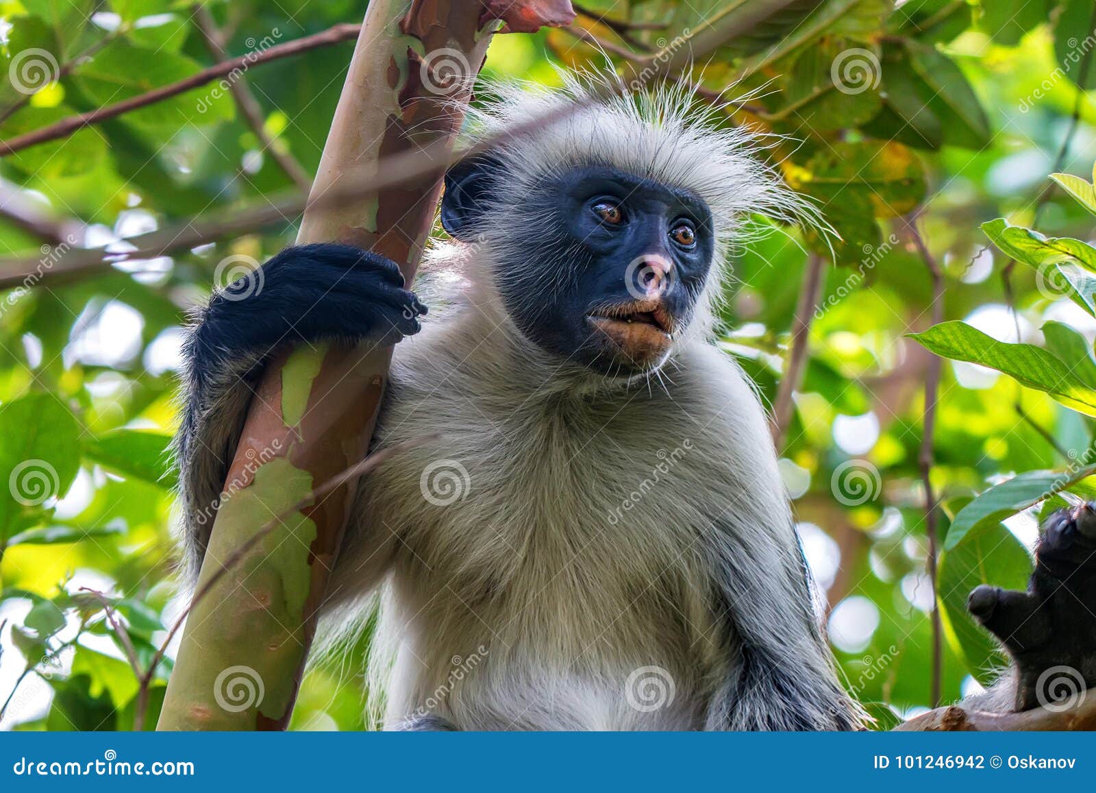 Zanzibar Red Colobus or Procolobus Kirkii Stock Photo - Image of ... Zanzibar Red Colobus or Procolobus Kirkii Stock Photo - Image of ...
