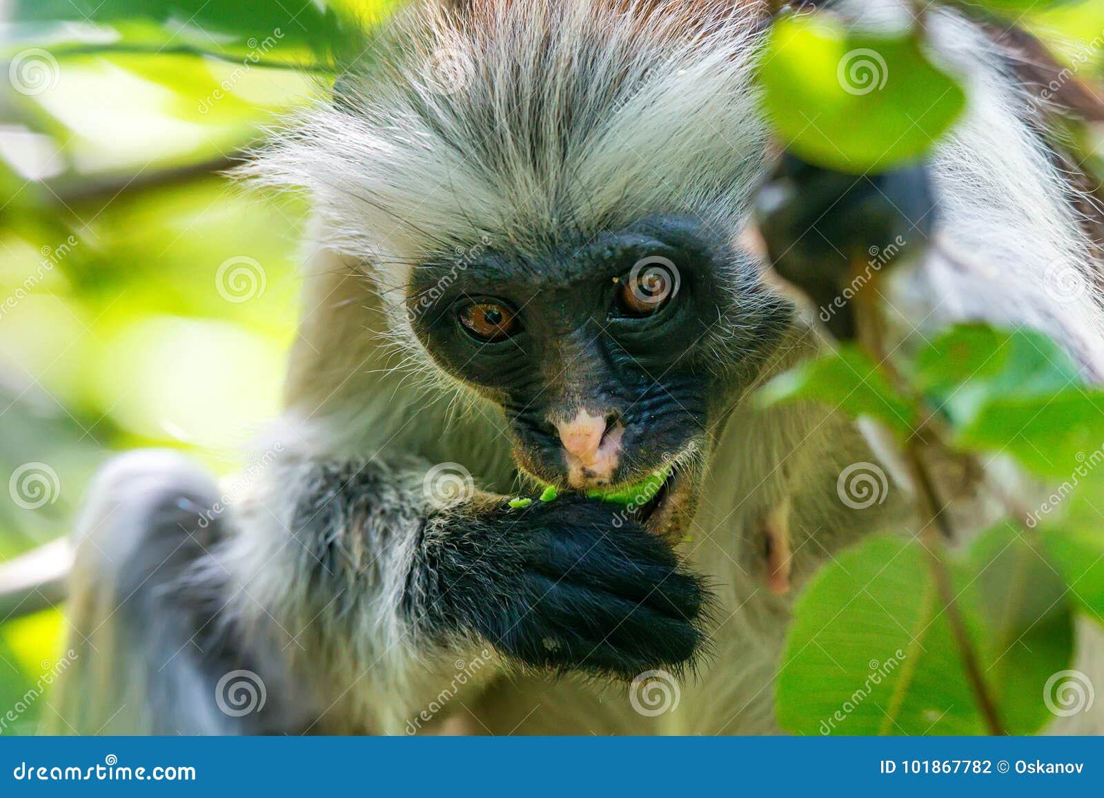 Zanzibar Red Colobus or Procolobus Kirkii Stock Photo - Image of ... Zanzibar Red Colobus or Procolobus Kirkii Stock Photo - Image of ...