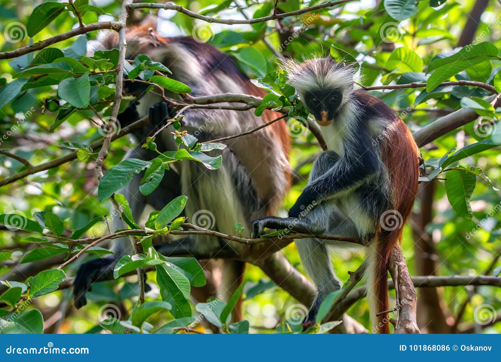 Zanzibar Red Colobus or Procolobus Kirkii Stock Photo - Image of ... Zanzibar Red Colobus or Procolobus Kirkii Stock Photo - Image of ...