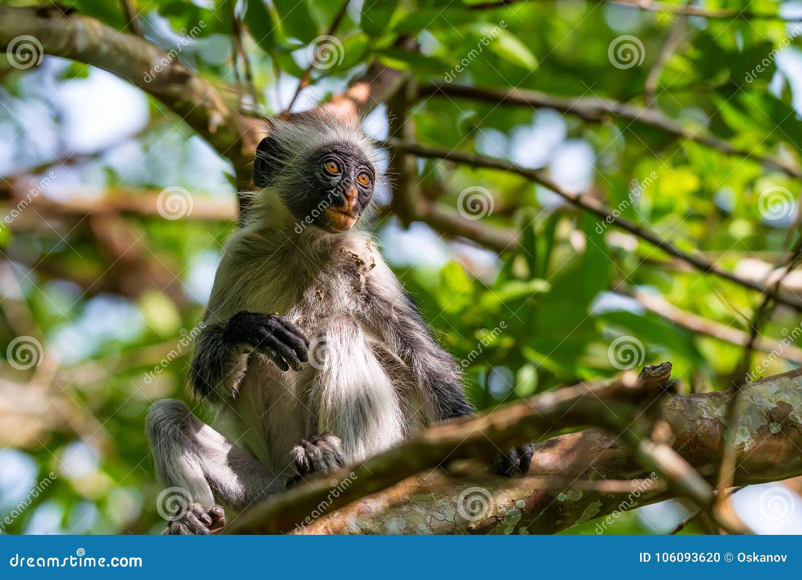Zanzibar Red Colobus or Procolobus Kirkii Stock Photo - Image of forest ... Zanzibar Red Colobus or Procolobus Kirkii Stock Photo - Image of forest ...