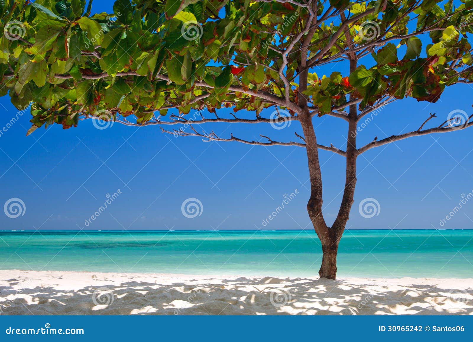 Zanzibar Tropical Tree at the Beach Stock Photo - Image of sunlight ...
