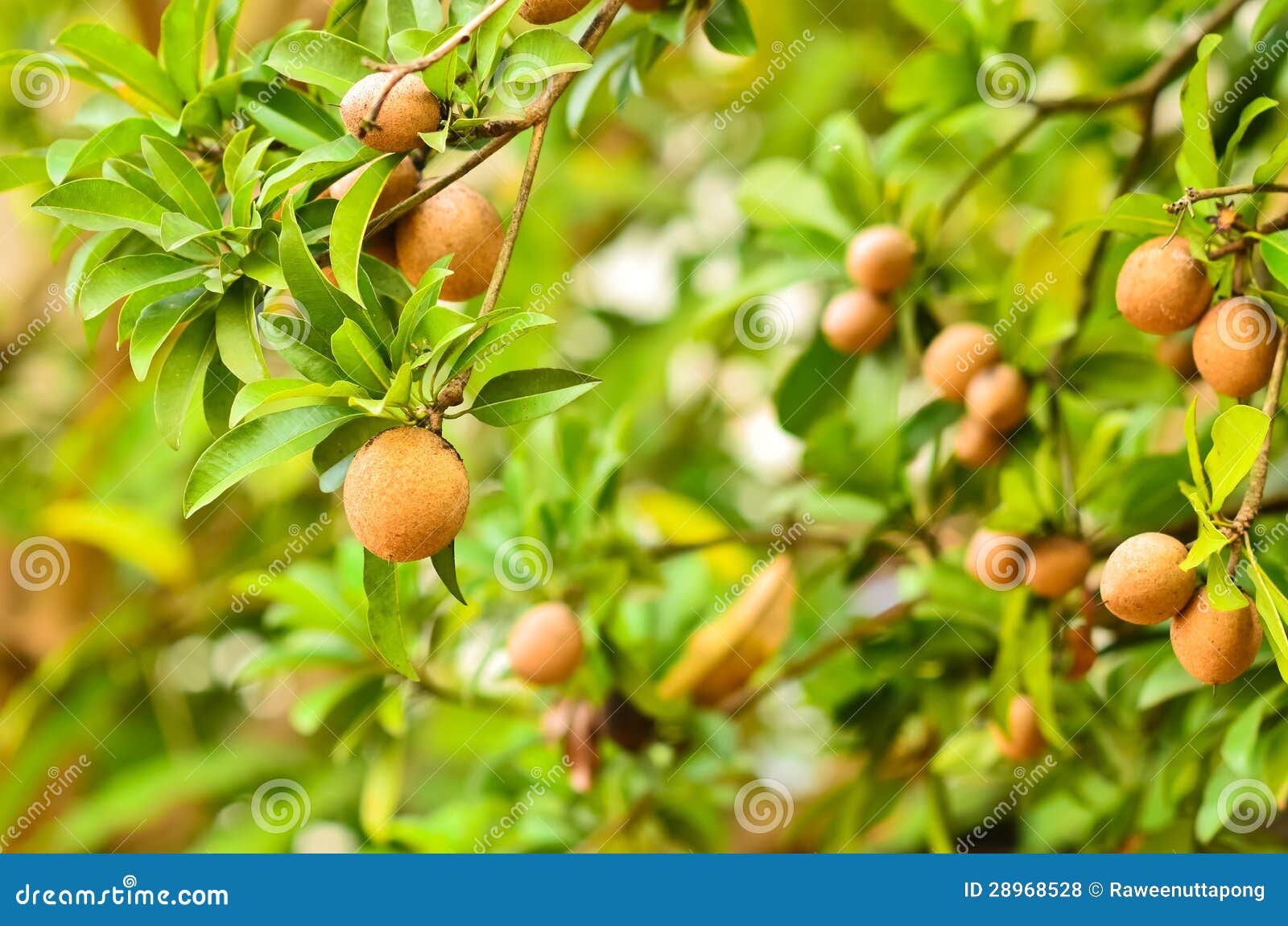 Zapota del Manilkara foto de archivo. Imagen de salud - 28968528