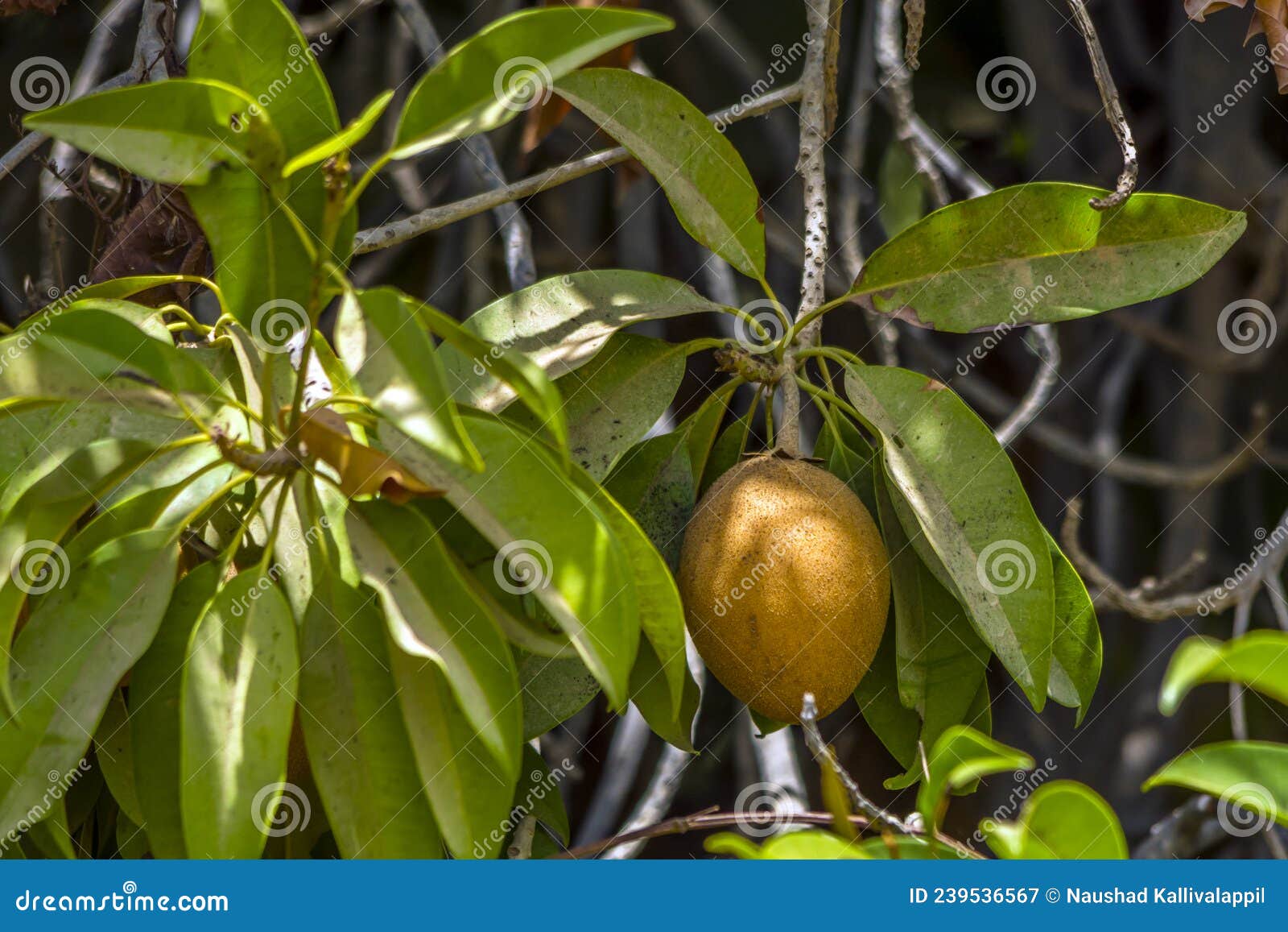 Zapota fruit on the tree stock image. Image of evergreen - 239536567