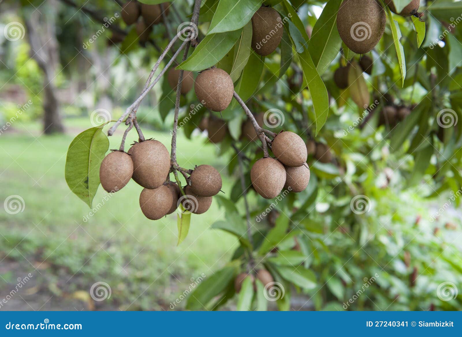 Zapote Tree