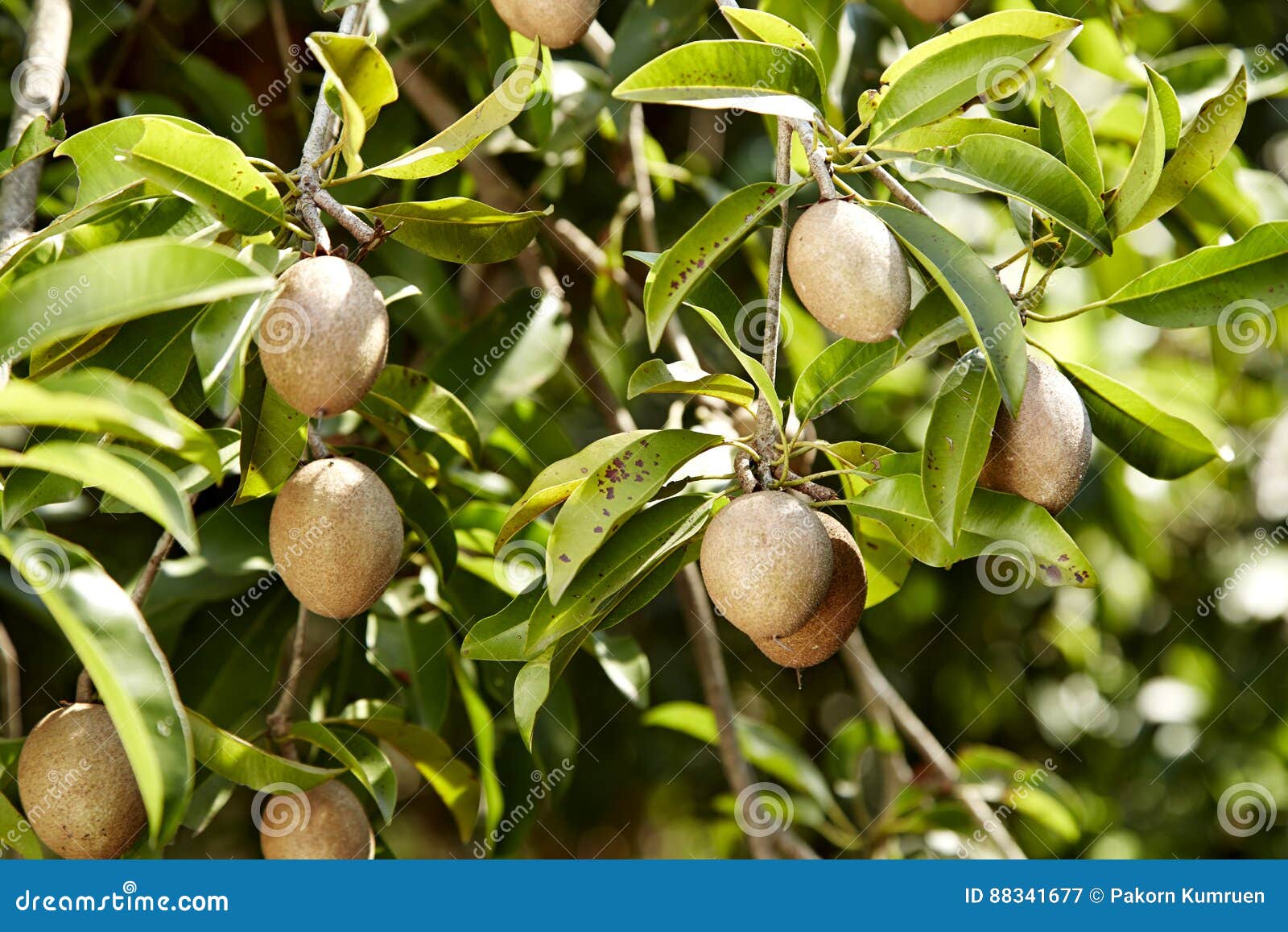 Que Es Un Arbol Zapote at Hector Dwight blog