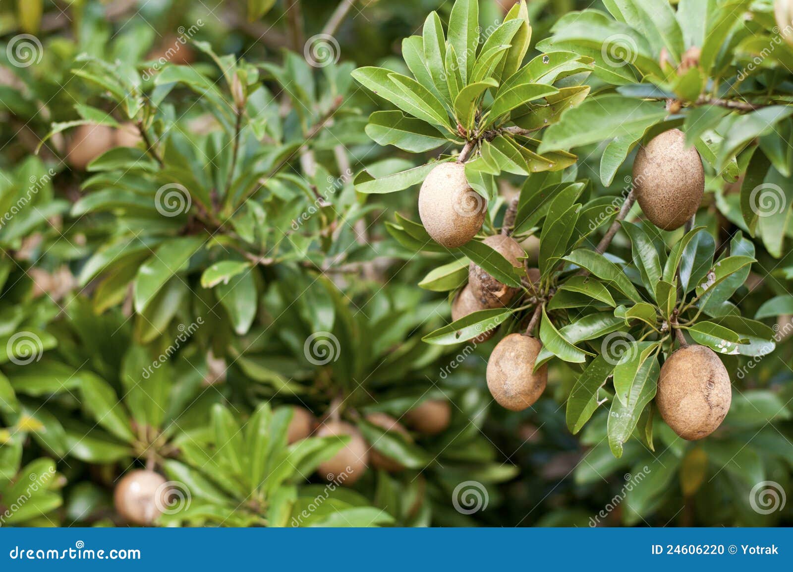 Zapote, fruta tropical foto de archivo. Imagen de maduro - 24606220