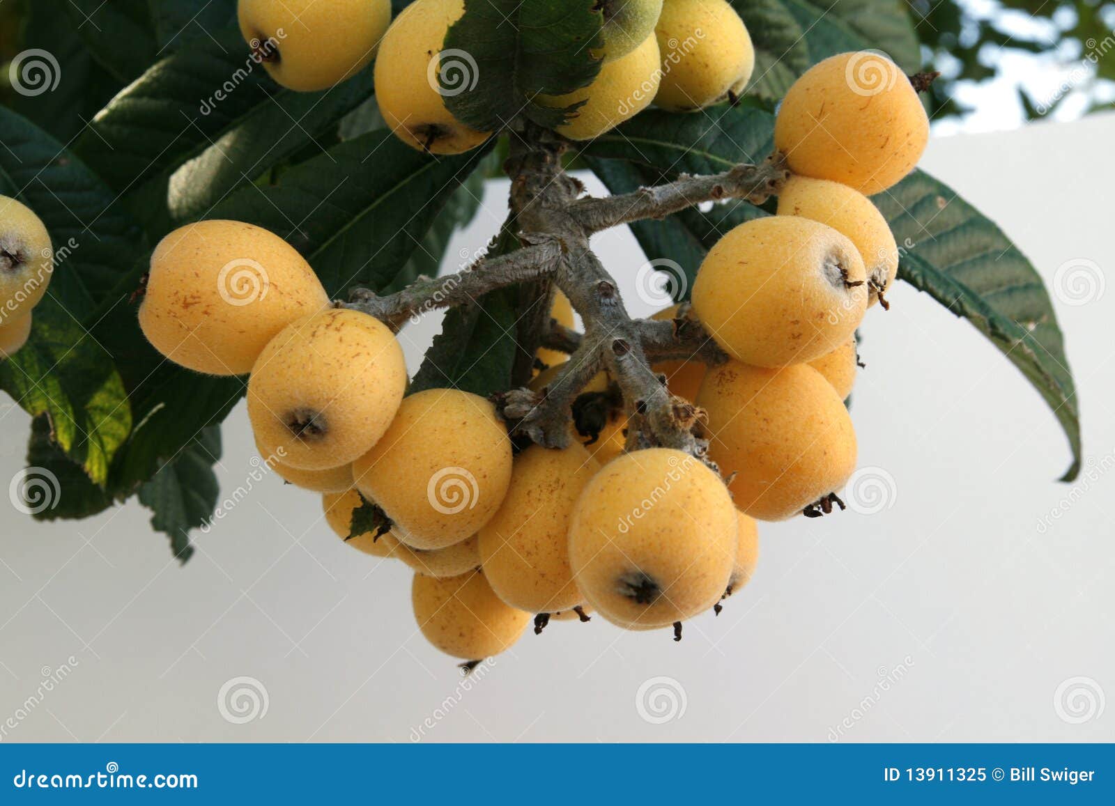 Zapote (Manilkara Zapota) imagen de archivo. Imagen de gérmenes - 13911325