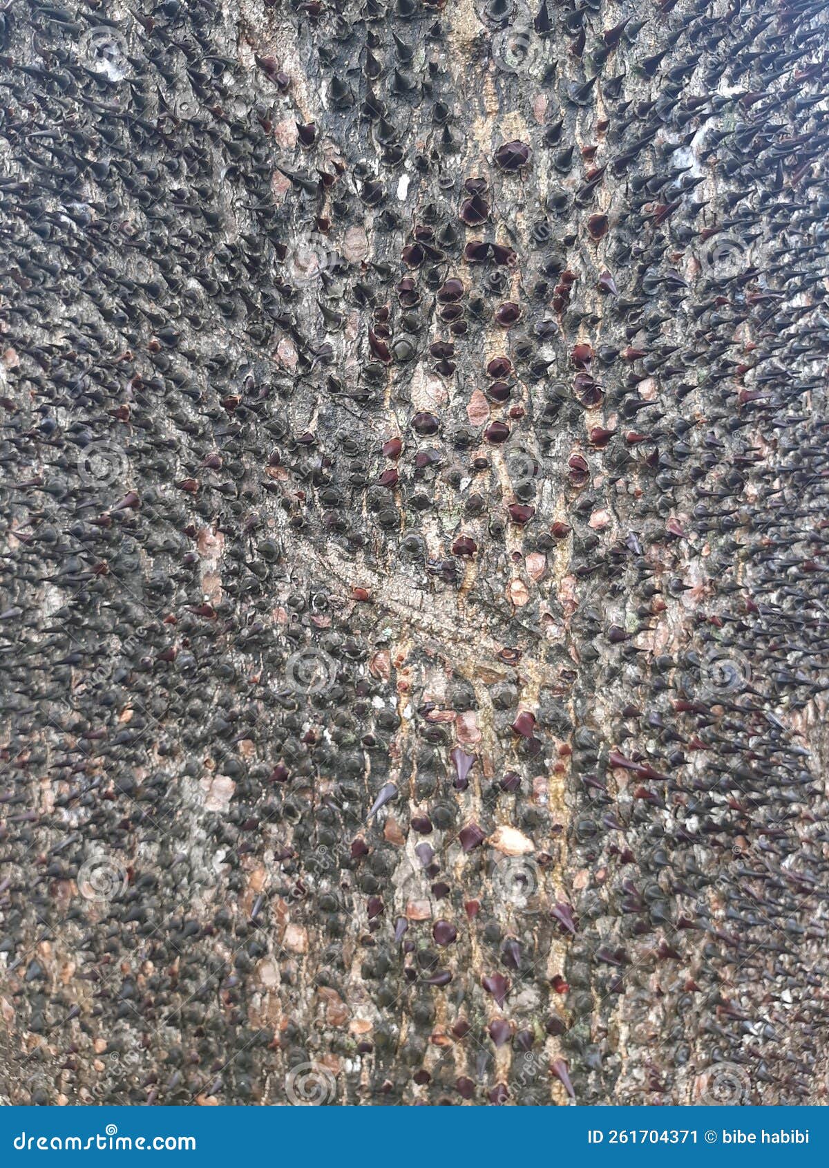 Zaqqum Thorn Tree Hell Pointed Stock Image - Image of hell, thorn ...