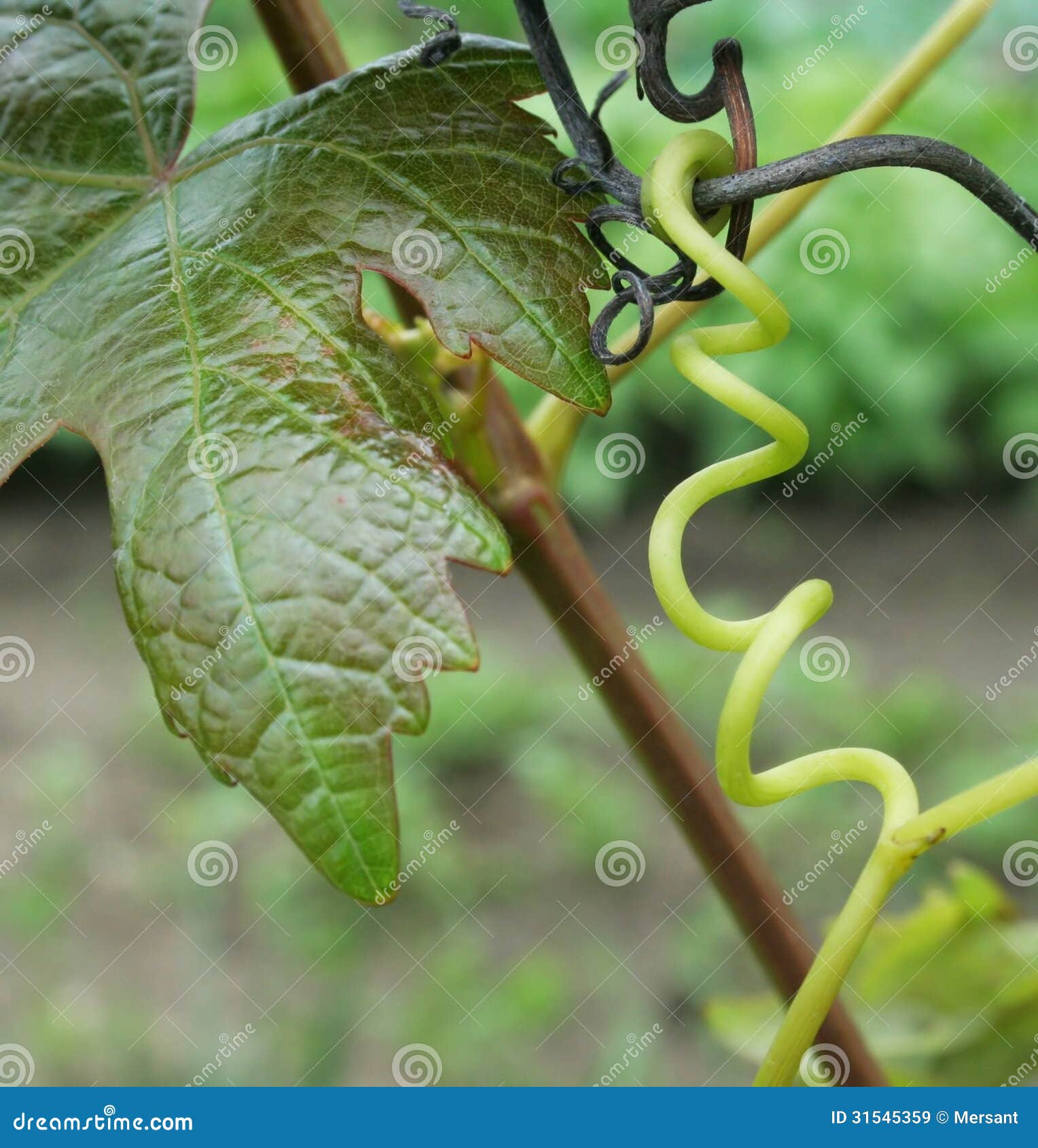 Zarcillo imagen de archivo. Imagen de travieso, agricultura - 31545359