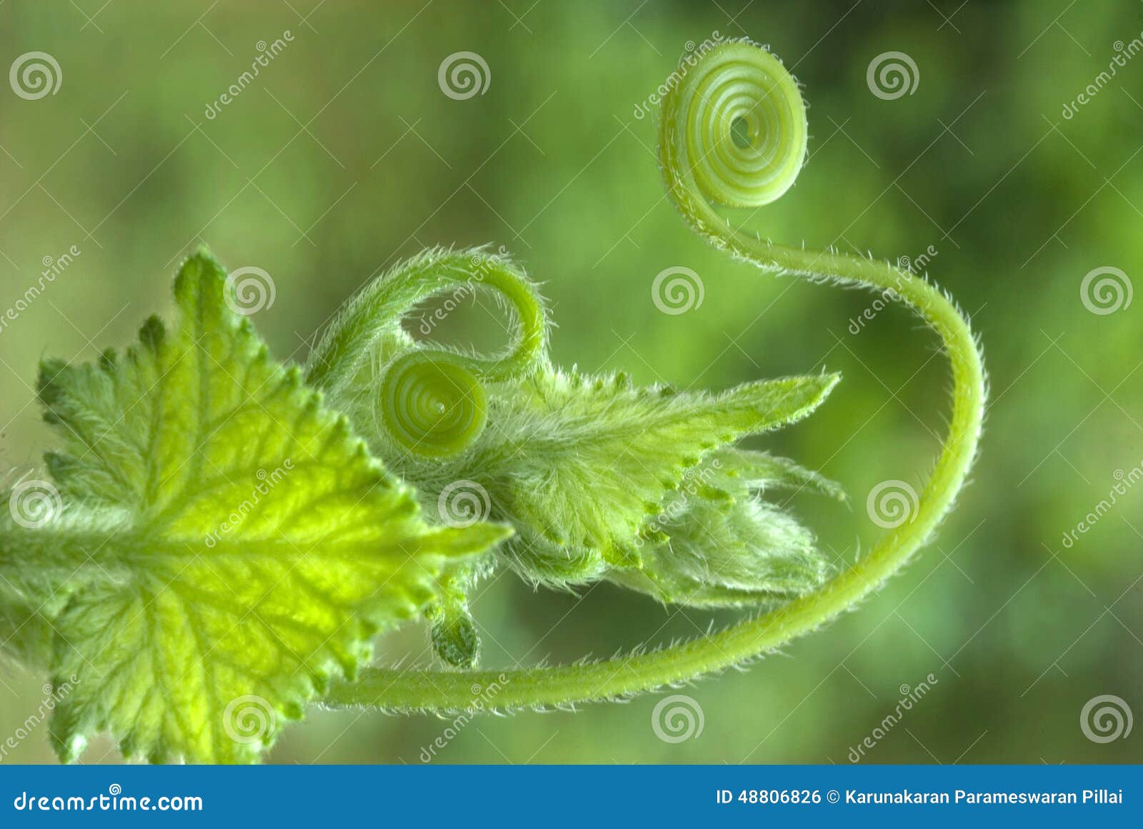 Zarcillos de la planta foto de archivo. Imagen de planta - 48806826