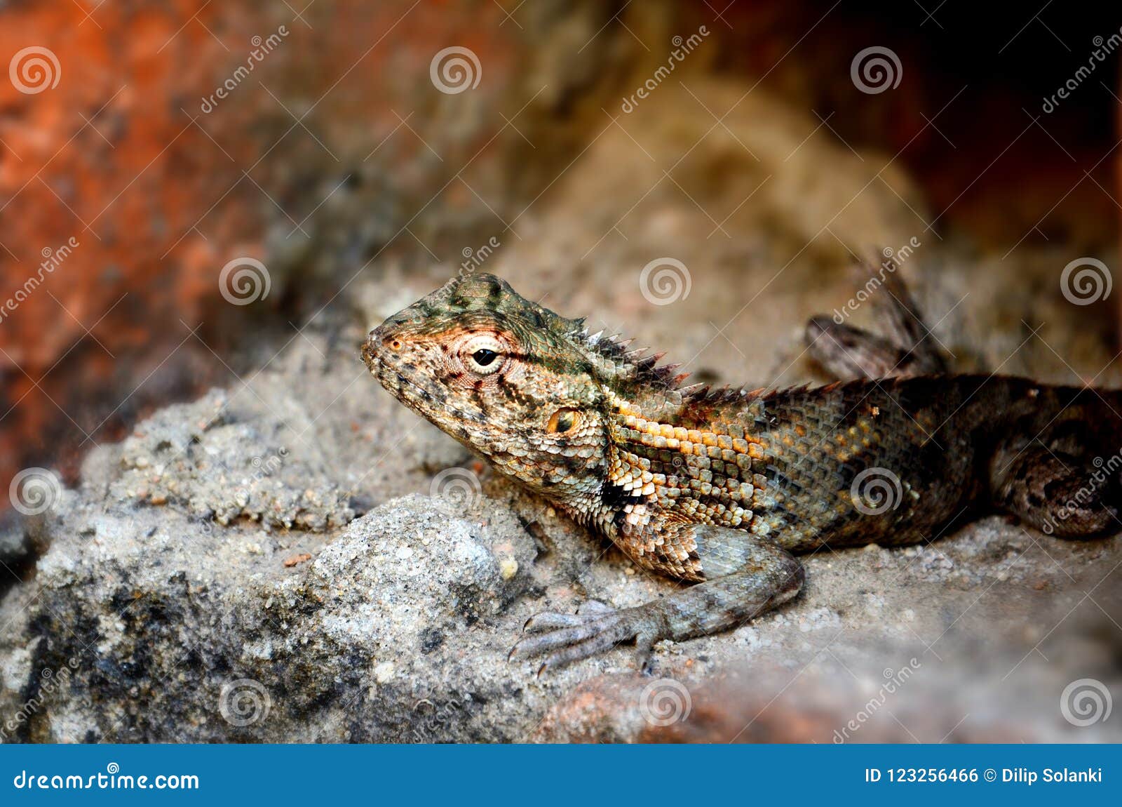 Chipkali Zard Photos - Free & Royalty-Free Stock Photos from Dreamstime