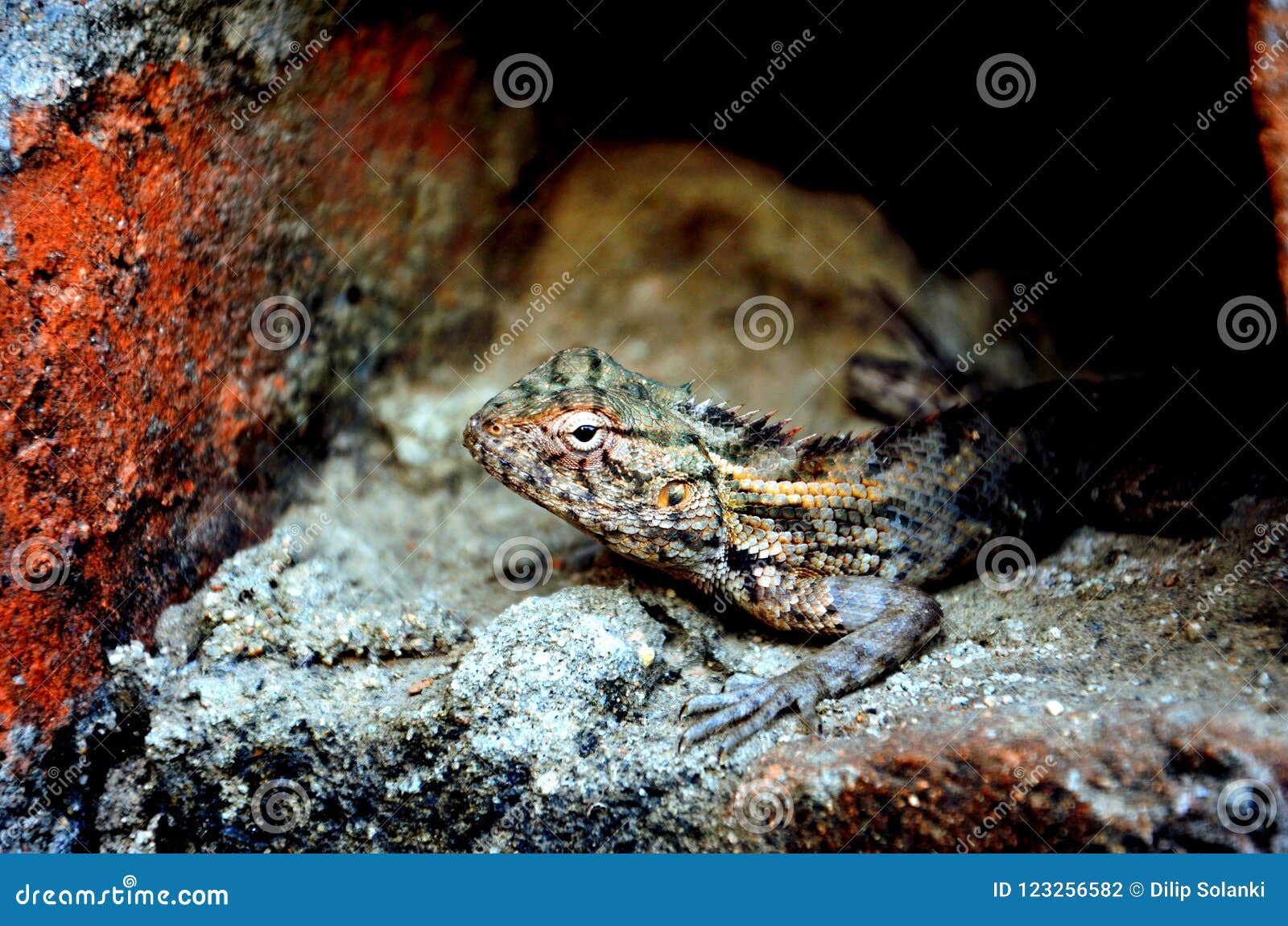 Beautiful Lizard, Chipkali, Rajasthan, India Stock Photo - Image of ...