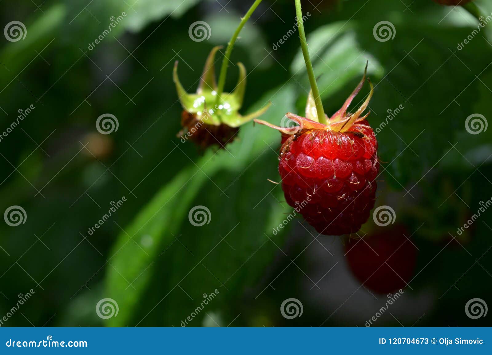 Zarzamora roja madura imagen de archivo. Imagen de zarzamoras - 120704673