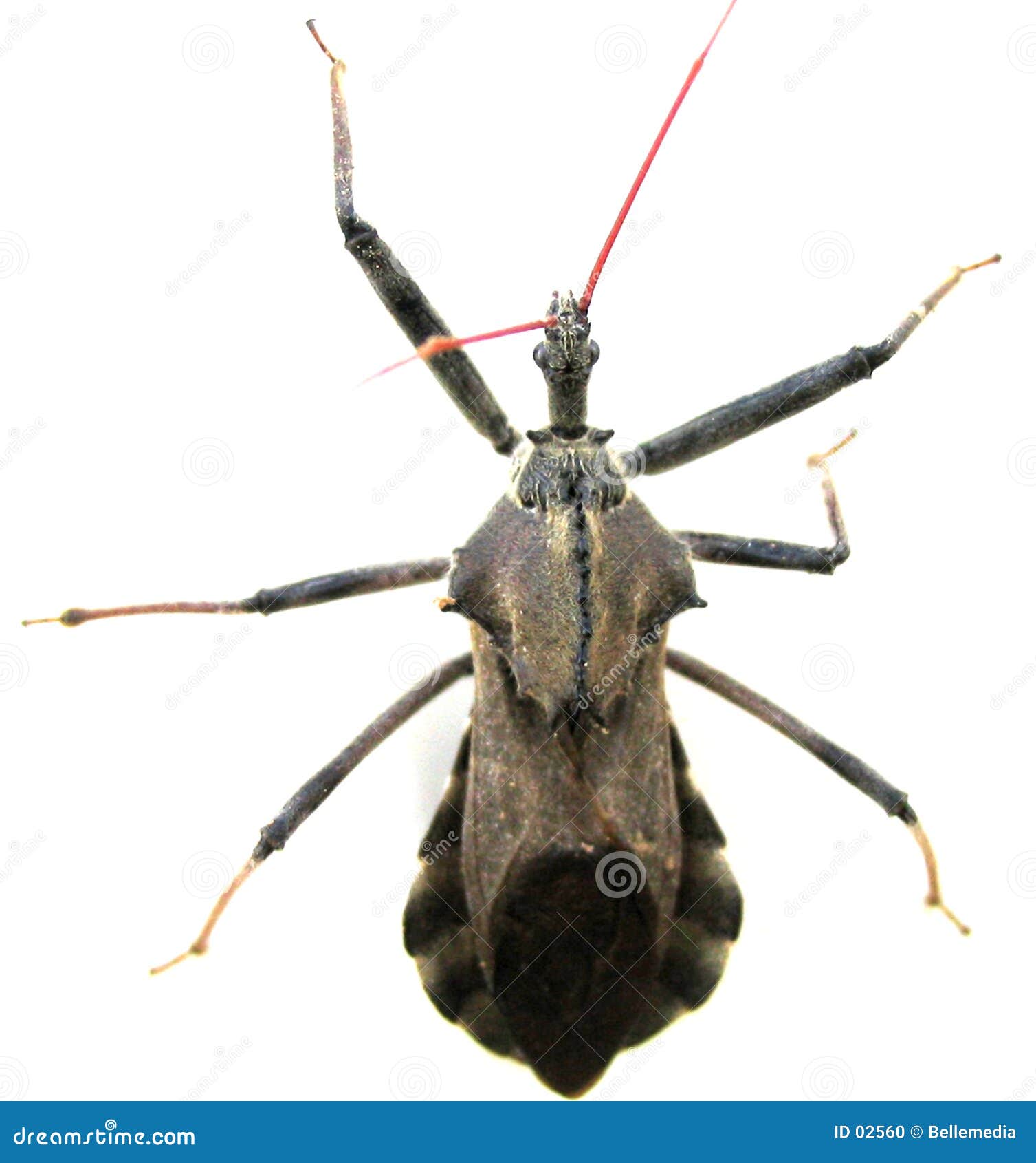 Ze bugs stock photo. Image of crawl, insects, crawler, nature - 2560