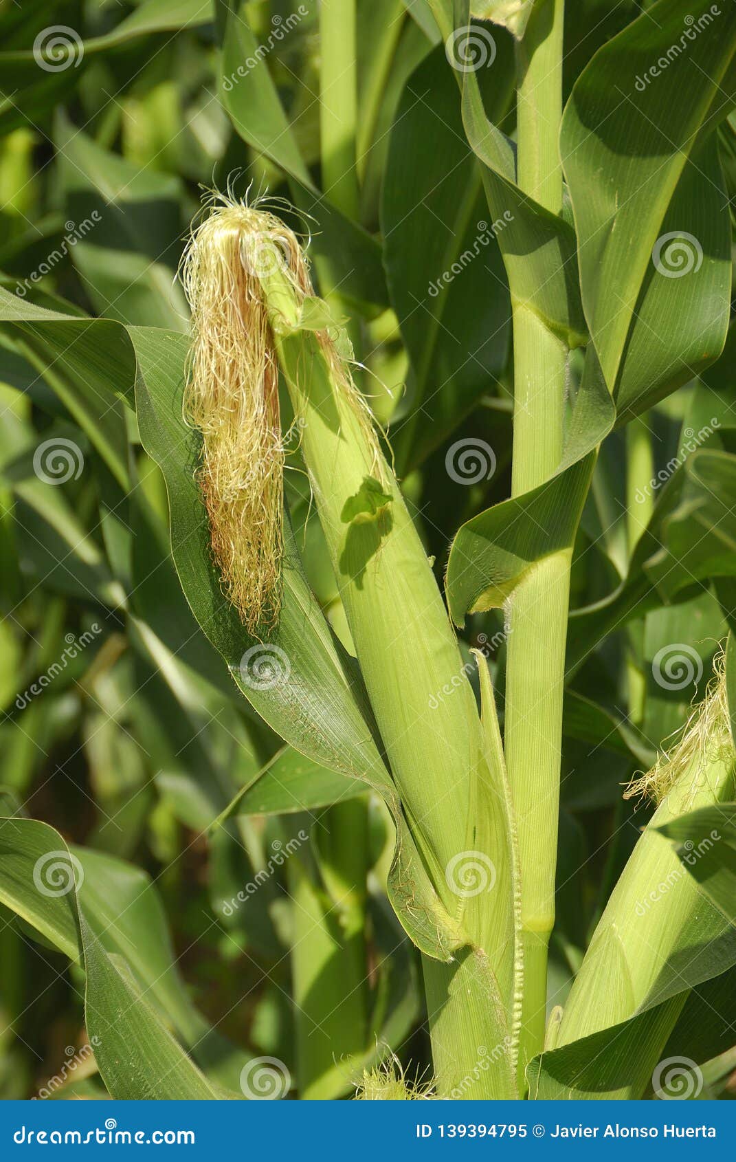 Zea Mays, Corn, Allergens Plants Stock Image - Image of linn ...