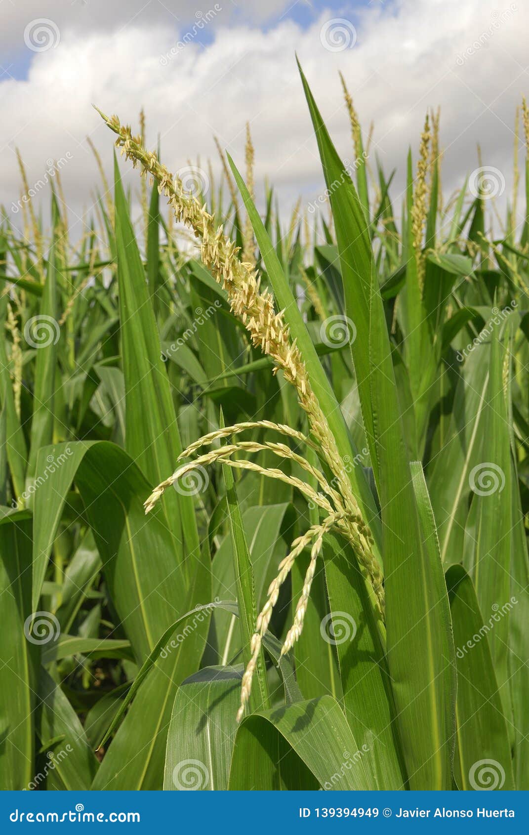 Zea Mays, Corn, Allergens Plants Stock Image - Image of cultivate ...