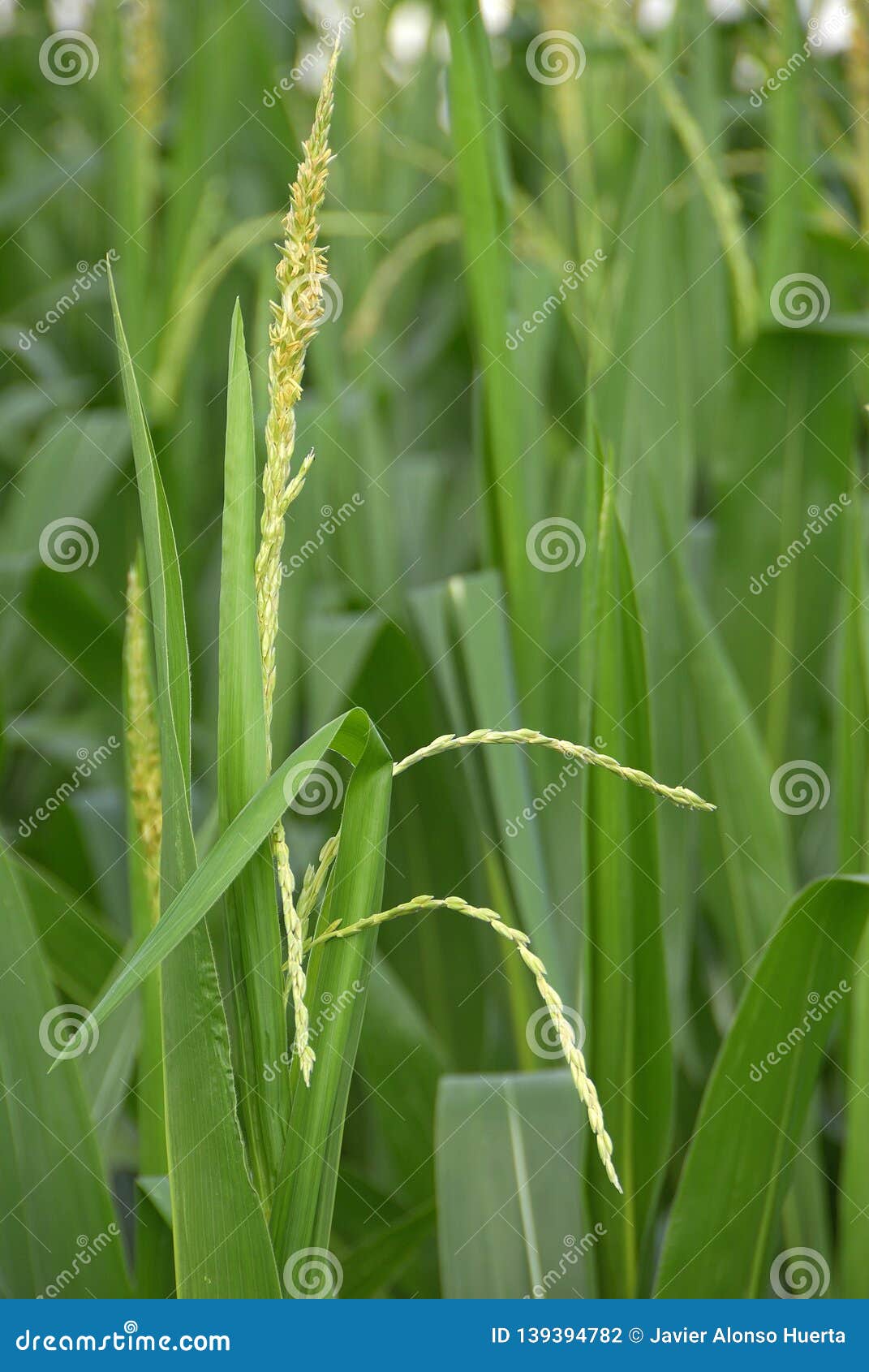 Zea Mays - Corn Plantations At Rural Area. Brazilian Agro Industry ...