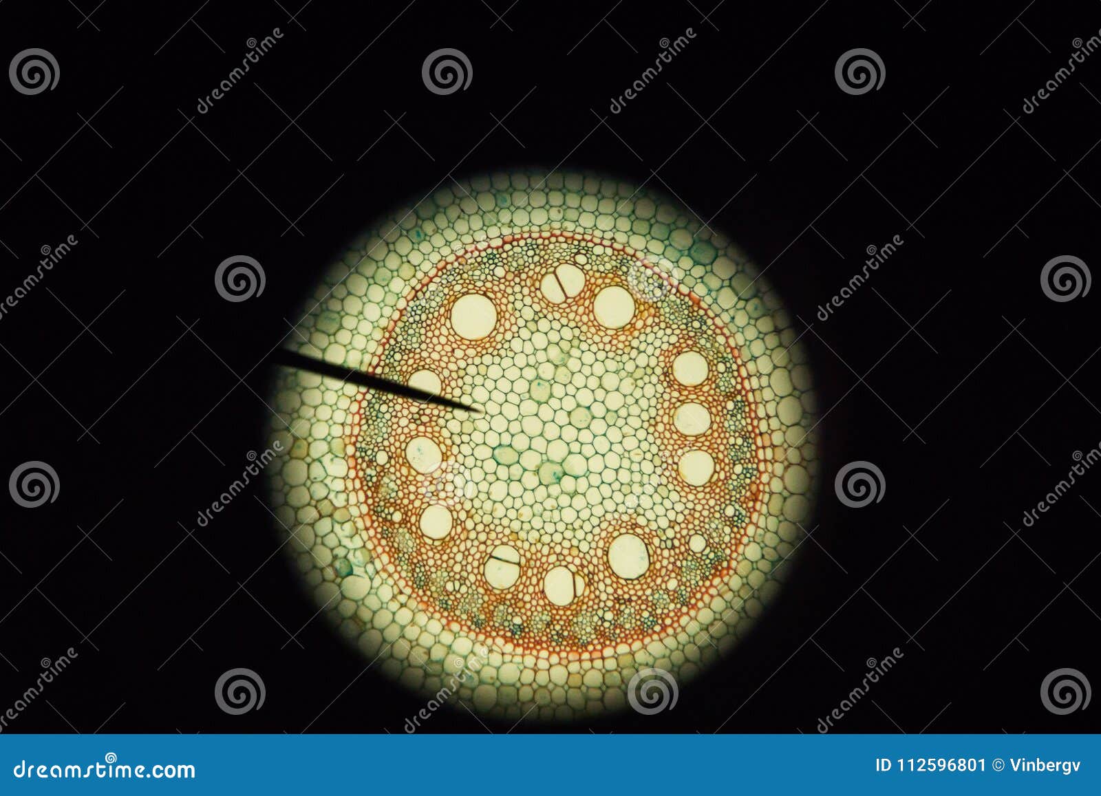 Zea Mays Cross Section of the Root Microscope Stock Image - Image of ...
