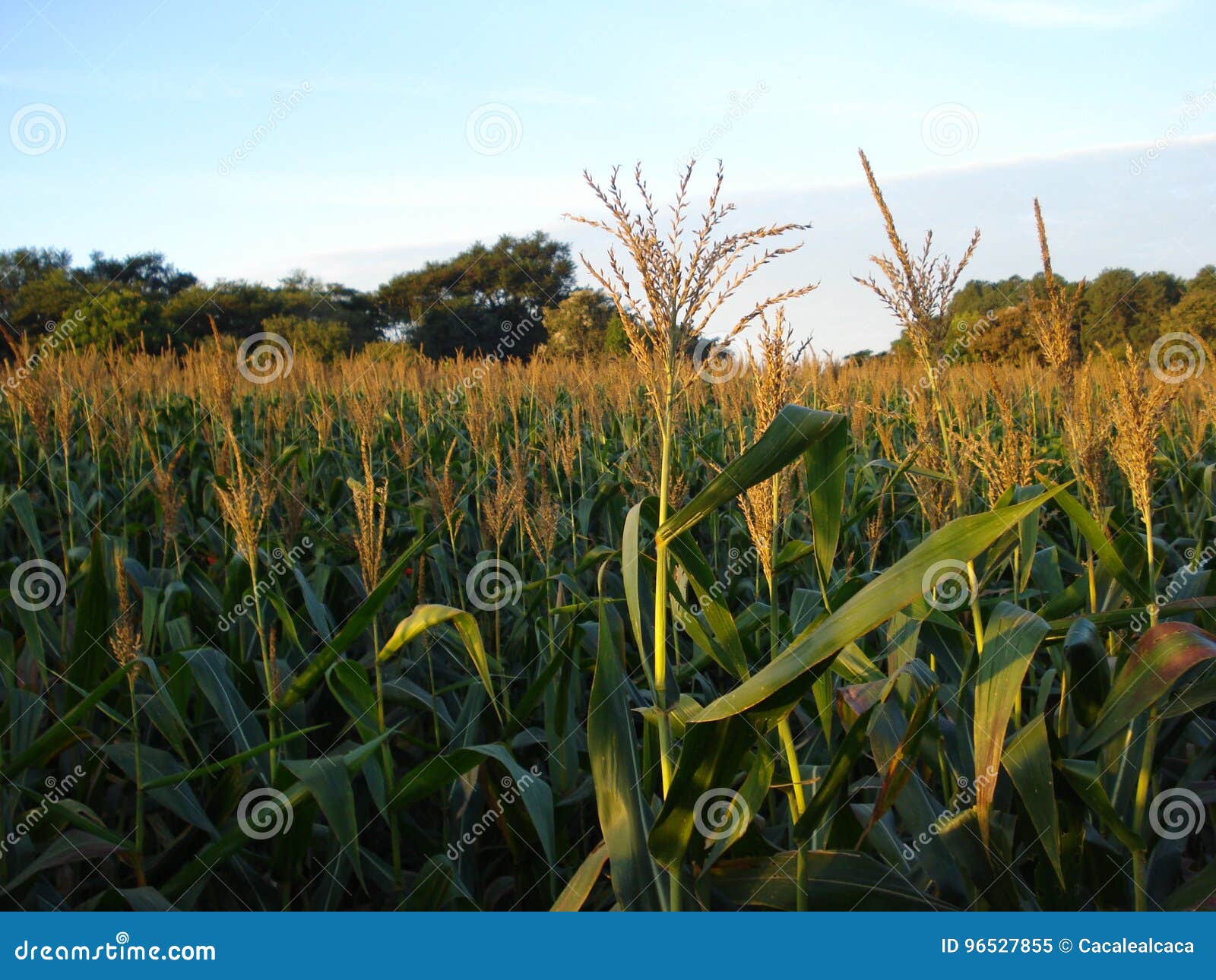Zea mays stock image. Image of biology, botany, freshness - 96527855