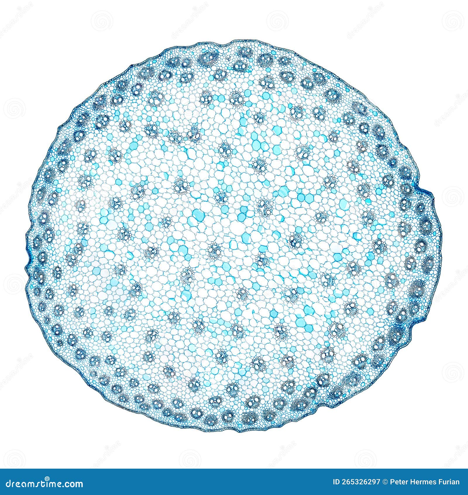 Zea Stem, Maize Stem, Zea Mays, Cross Section, 20X Light Micrograph ...