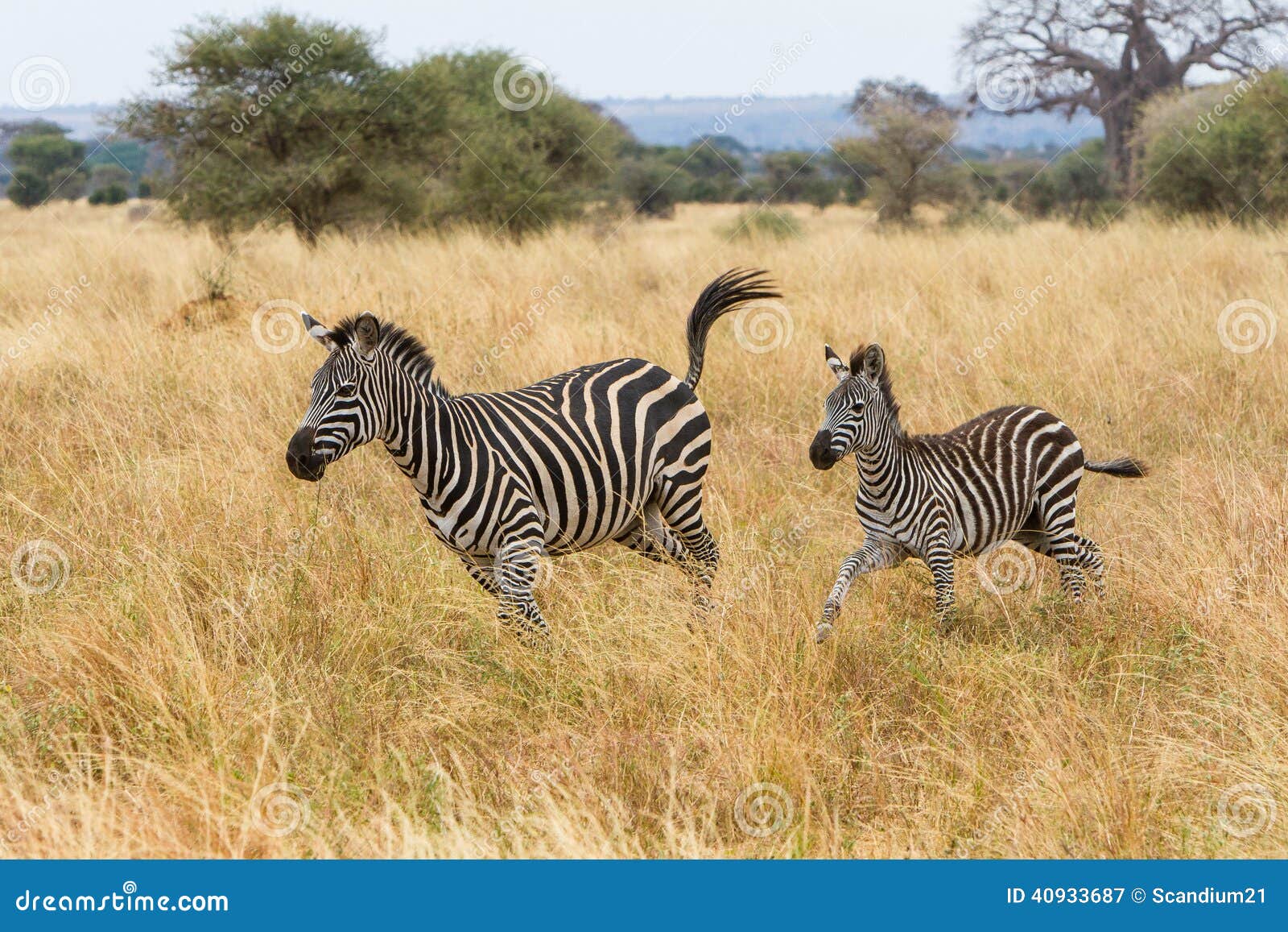 Zebra Mother and Foal Running Stock Image - Image of parent, child ...