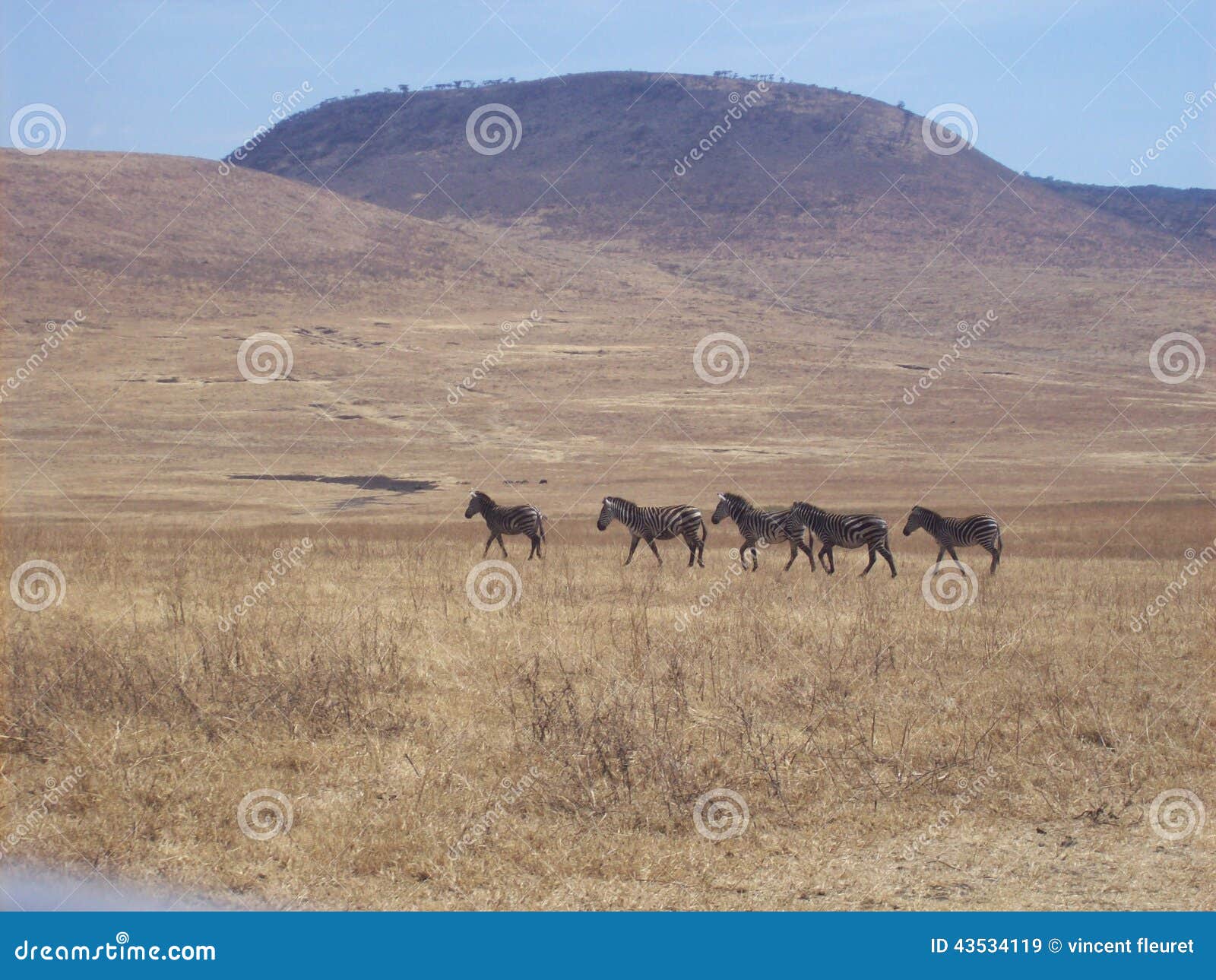 Zeber group in Tanzania stock image. Image of sadari - 43534119
