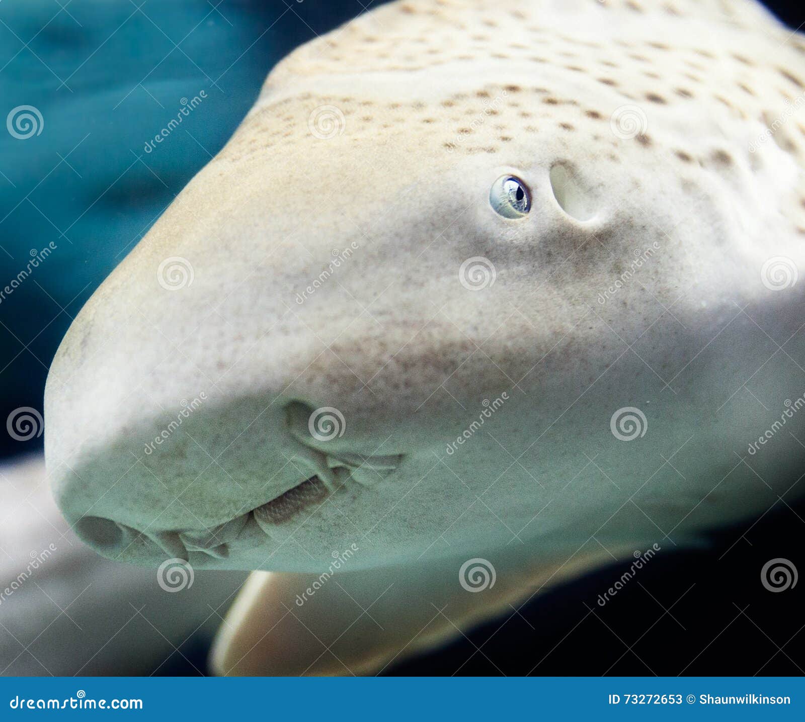 Shark Simming Photos - Free & Royalty-Free Stock Photos from Dreamstime