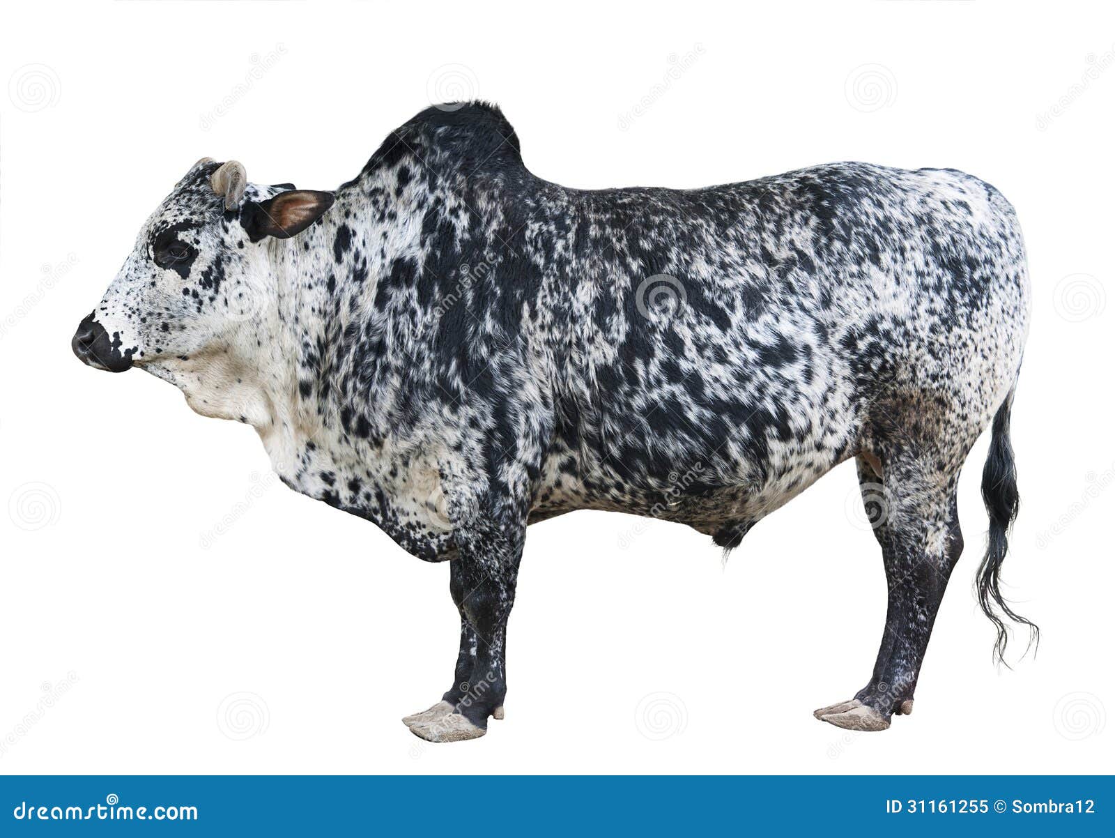 Zeboe stock afbeelding. Image of bult, huisdieren, zoogdier - 31161255