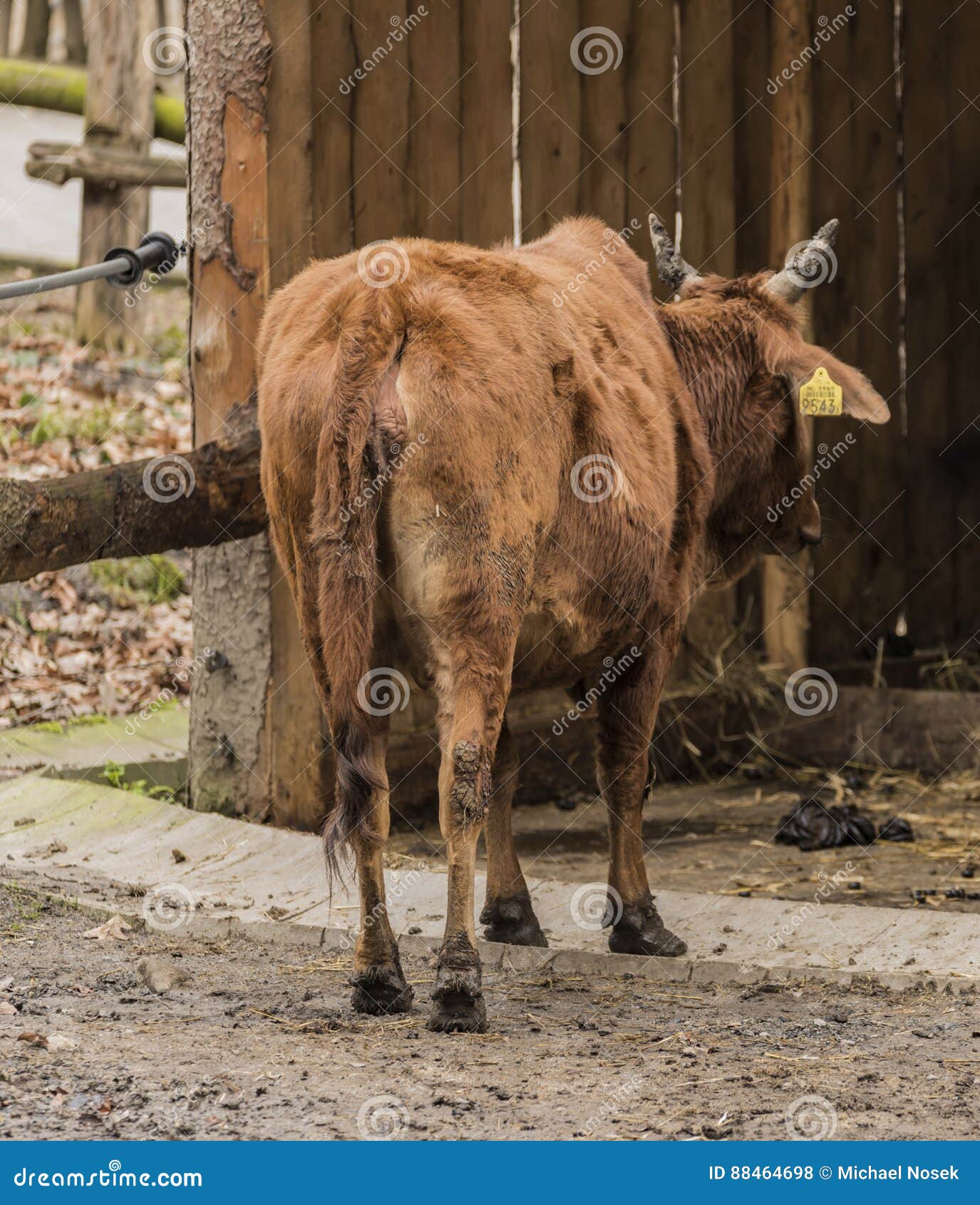 Zeboe Die in Decin-DIERENTUIN Hooi Eten Redactionele Stock Foto - Image ...