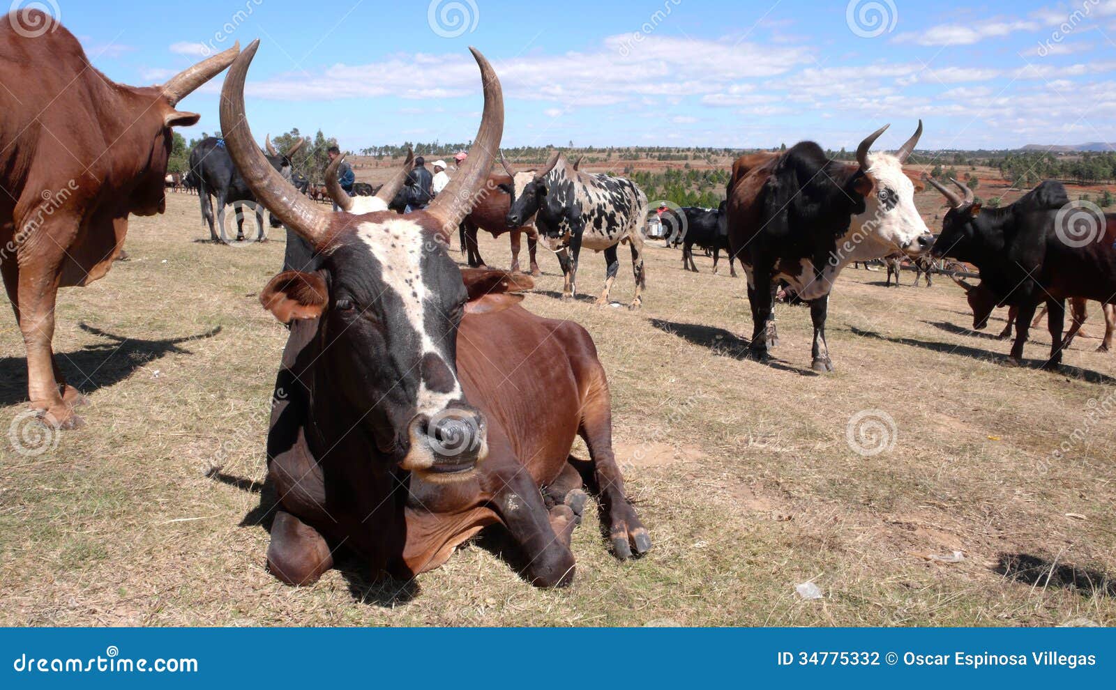 Zeboe. Madagascar stock foto. Image of zoogdier, zeboe - 34775332