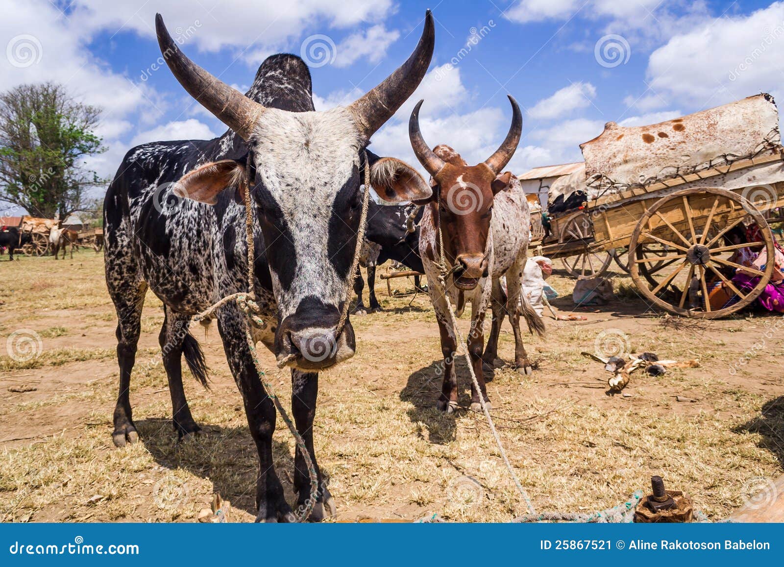 Zeboes stock afbeelding. Image of markt, bestemming, dier - 25867521