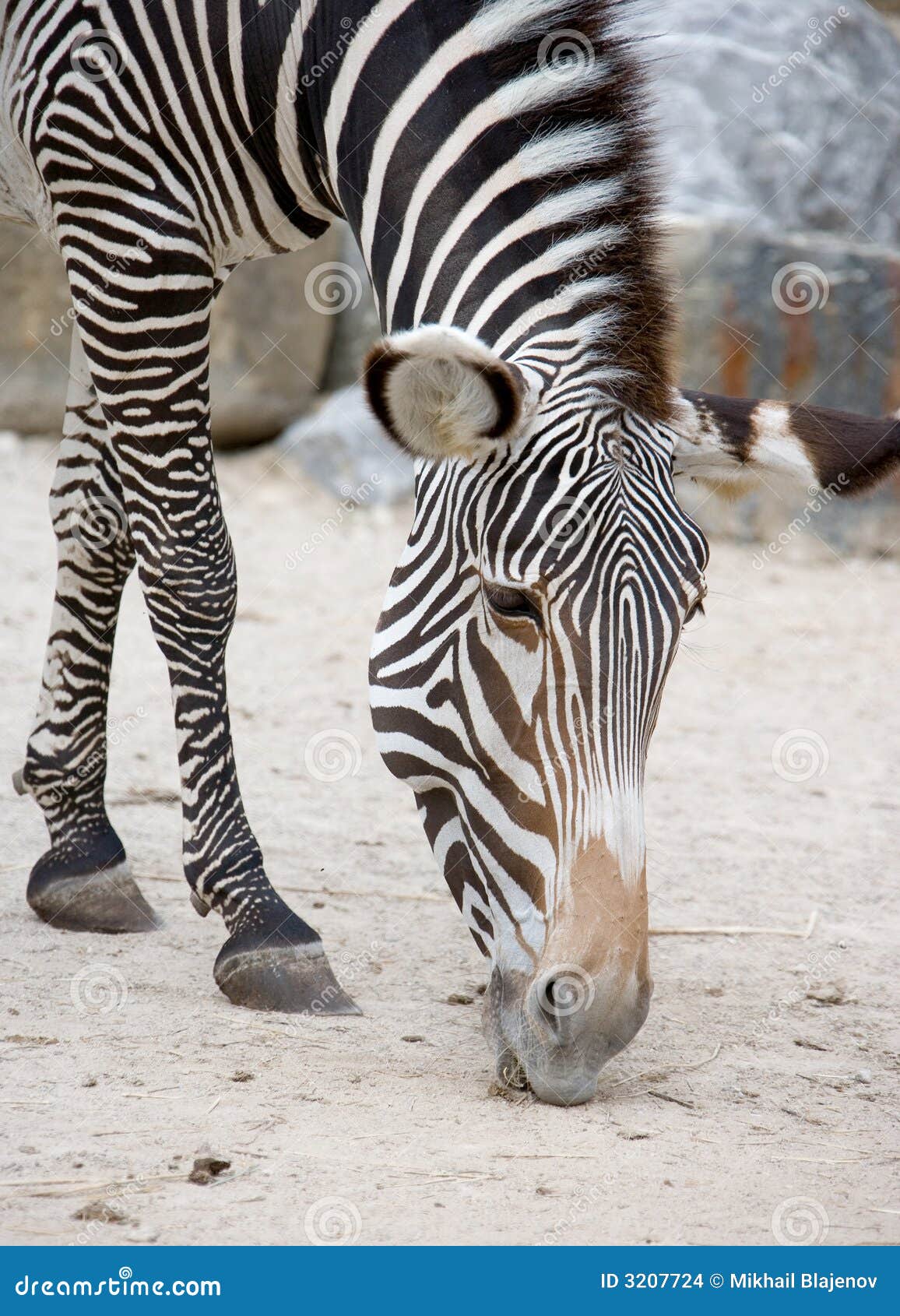 Zebra 10 foto de stock. Imagem de zoologia, animal, africano - 3207724