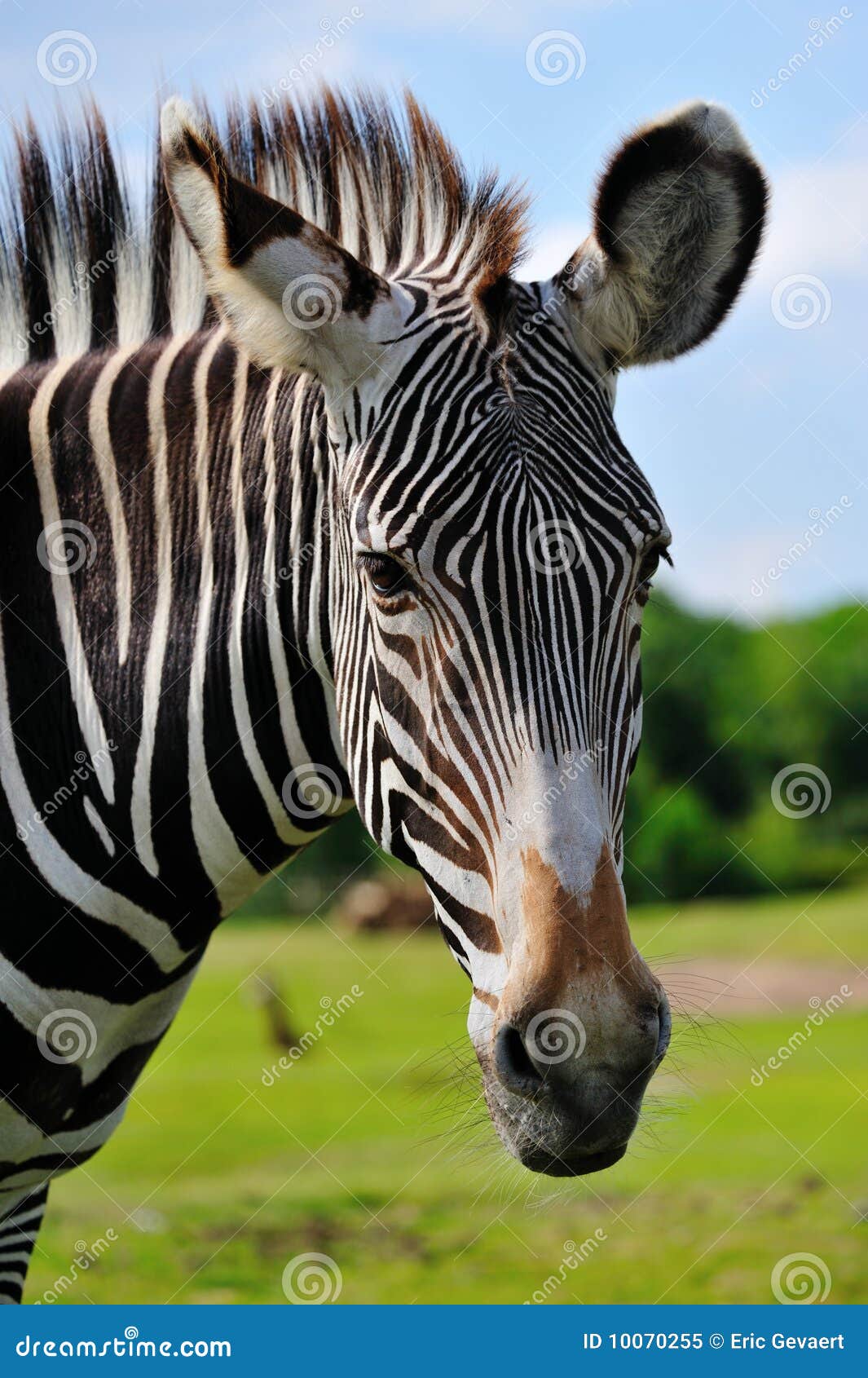 Zebra stock image. Image of layer, fauna, animal, creature - 10070255
