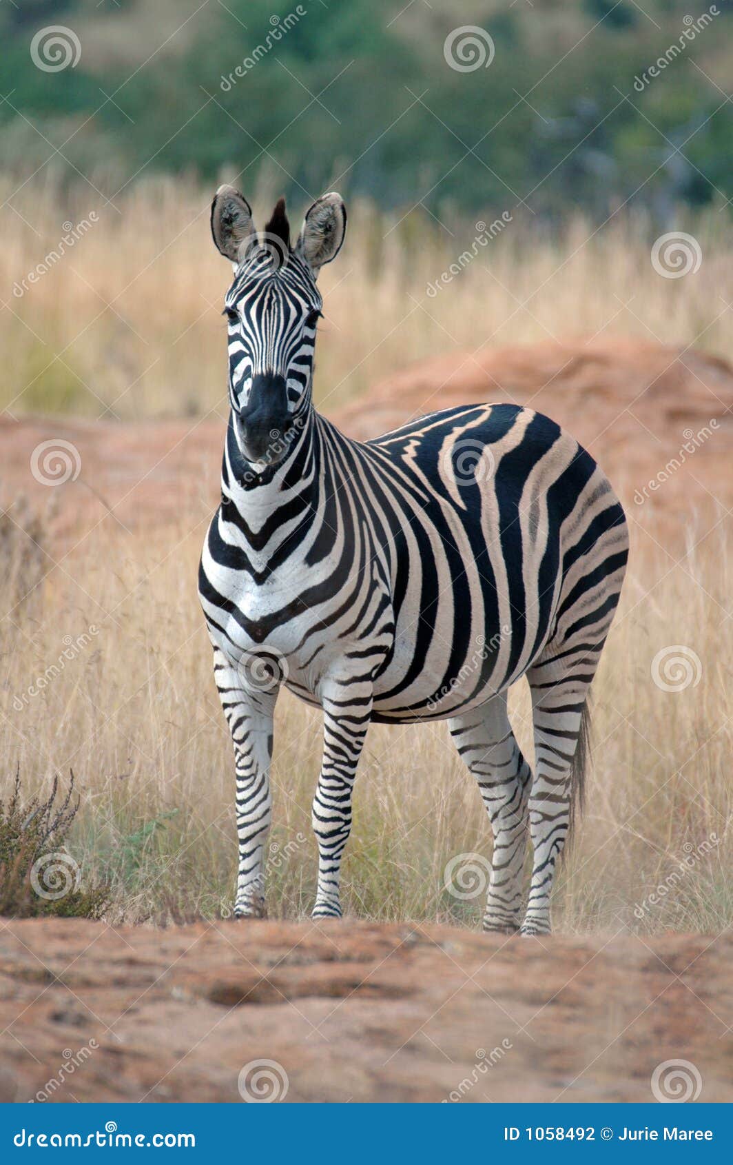 Zebra stock photo. Image of zebra, stripes, stallion, wild - 1058492