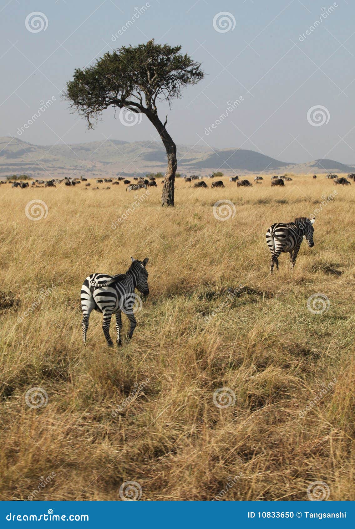 Zebra stock photo. Image of mammal, prairie, tree, nature - 10833650