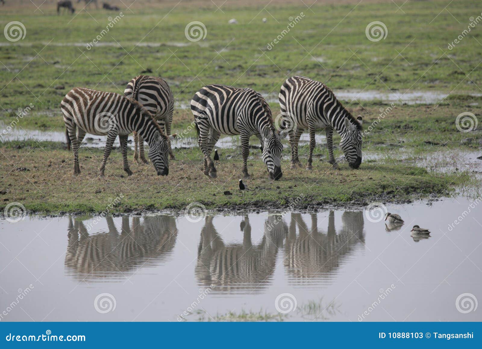Zebra stock image. Image of wild, friend, body, member - 10888103
