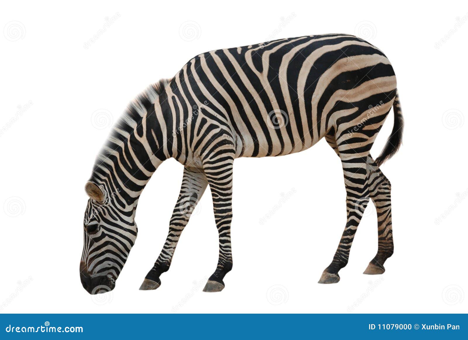 Zebra stock photo. Image of isolation, standing, gray - 11079000