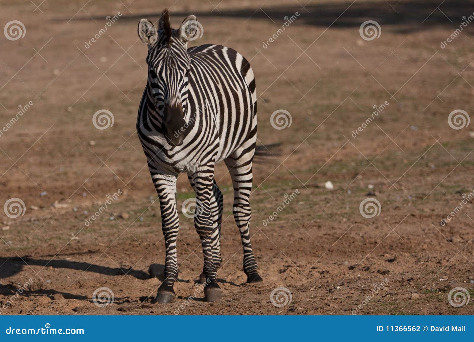 Zebra stock photo. Image of black, mane, wildlife, nature - 11366562