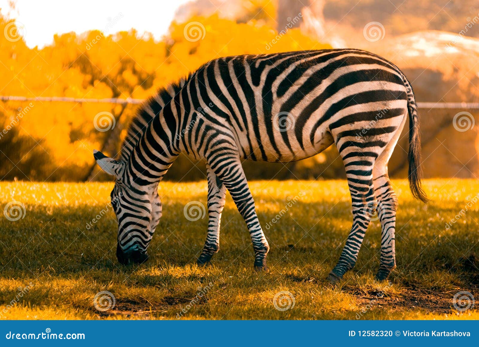 Zebra stock photo. Image of yellow, graze, white, black - 12582320