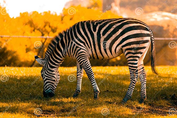 Zebra stock photo. Image of yellow, graze, white, black - 12582320